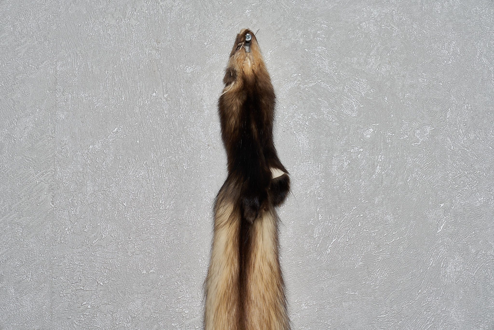 EUROPEAN POLECAT TANNED FUR PELT - FERRET, WEASEL SKIN, HIDE FOR SALE ...