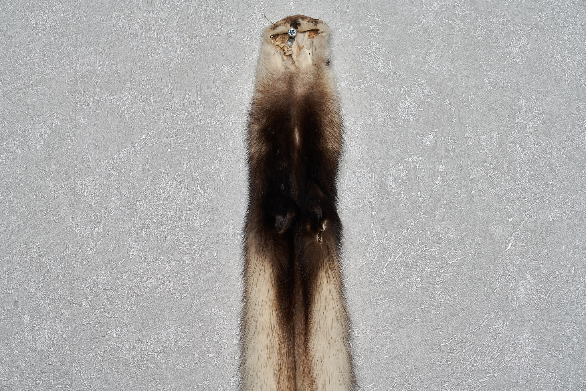 EUROPEAN POLECAT TANNED FUR PELT - FERRET, WEASEL SKIN, HIDE FOR SALE ...