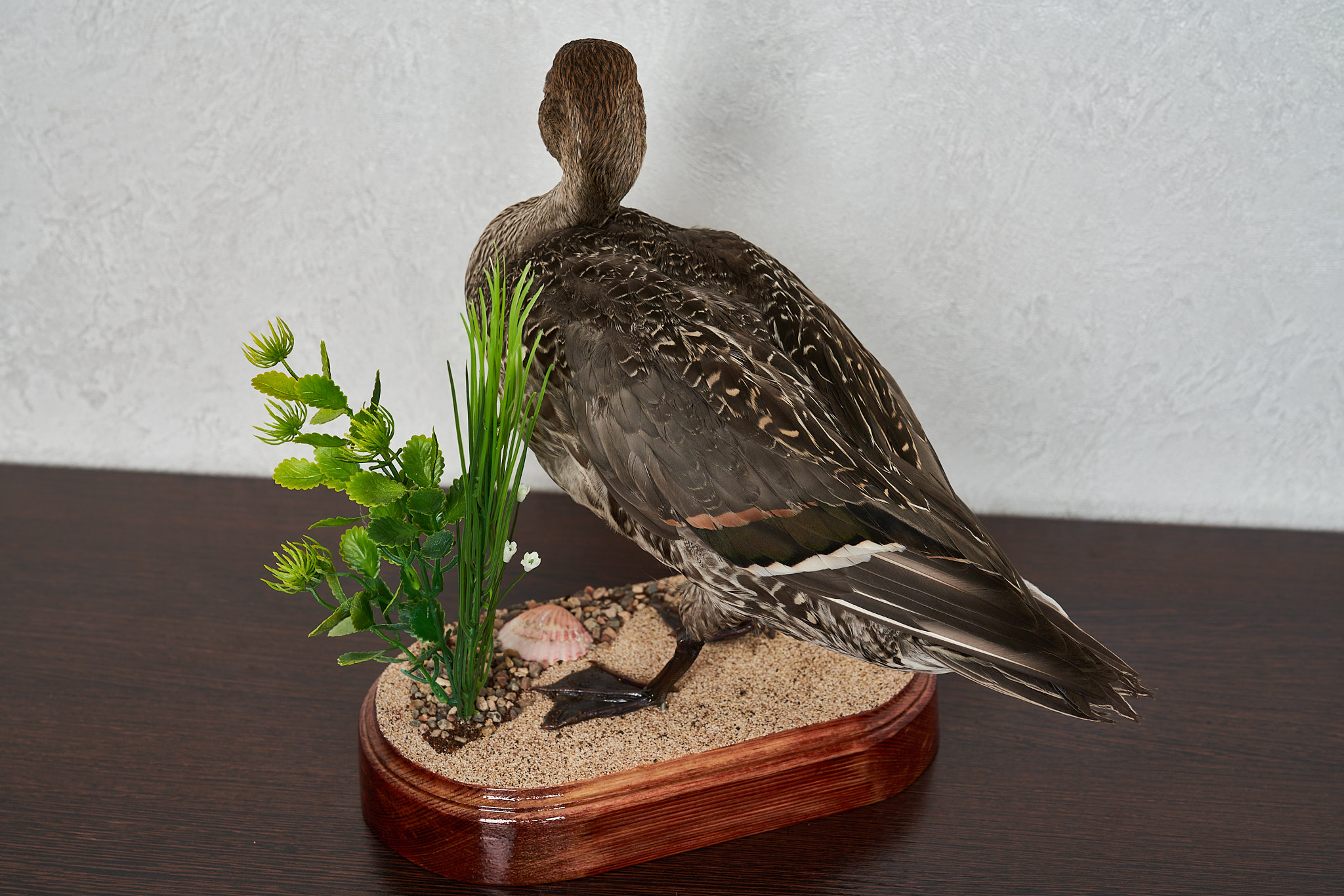 MALLARD DUCK FEMALE TAXIDERMY BIRD MOUNT - DUCK, WATERFOWL MOUNTED ...