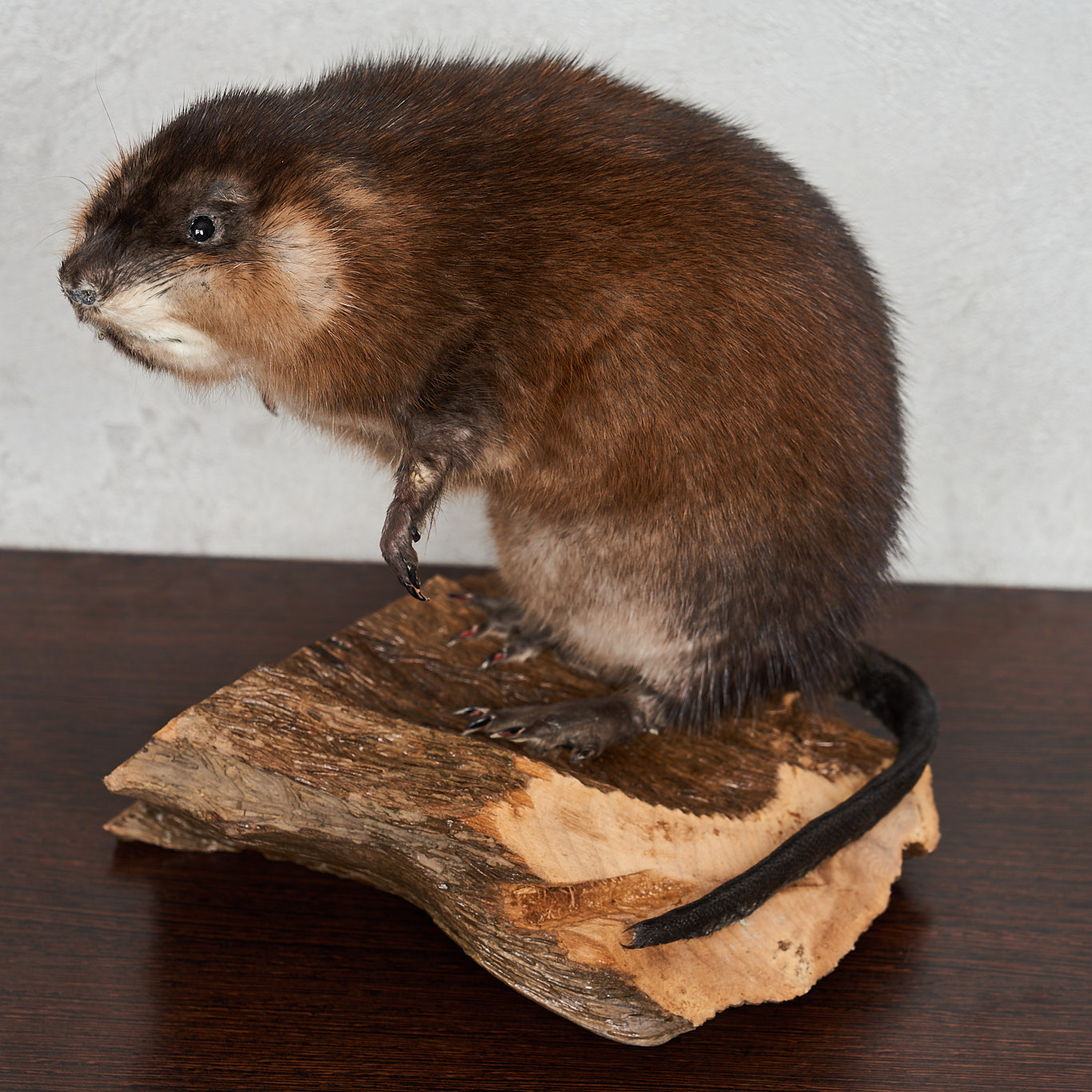 SMALL BEAVER TAXIDERMY MOUNT - MOUNTED, STUFFED ANIMALS FOR SALE - REAL ...