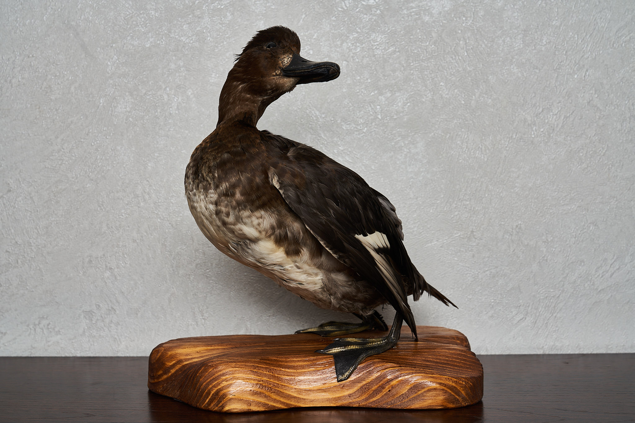 DUCK TAXIDERMY BIRD MOUNT - DUCK, WATERFOWL MOUNTED, STUFFED BIRDS FOR ...
