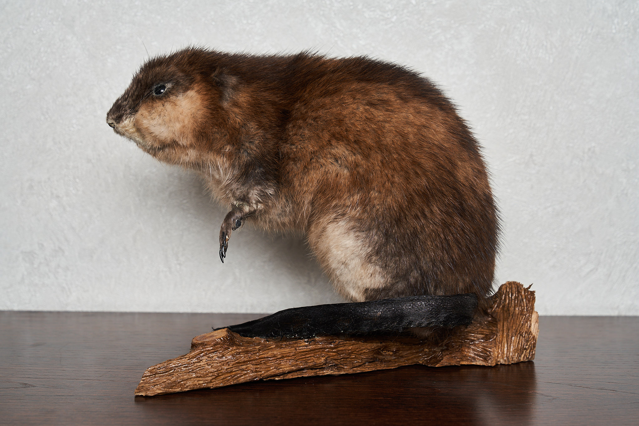 SMALL BEAVER TAXIDERMY MOUNT - MOUNTED, STUFFED ANIMALS FOR SALE - REAL ...