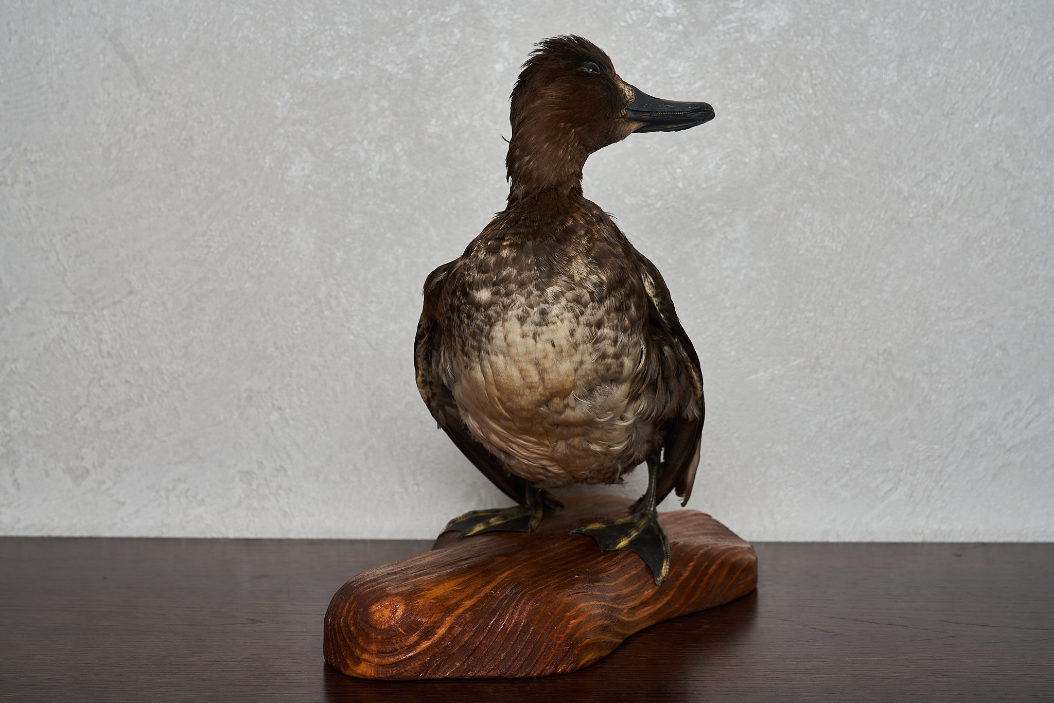 DUCK TAXIDERMY BIRD MOUNT - DUCK, WATERFOWL MOUNTED, STUFFED BIRDS FOR ...