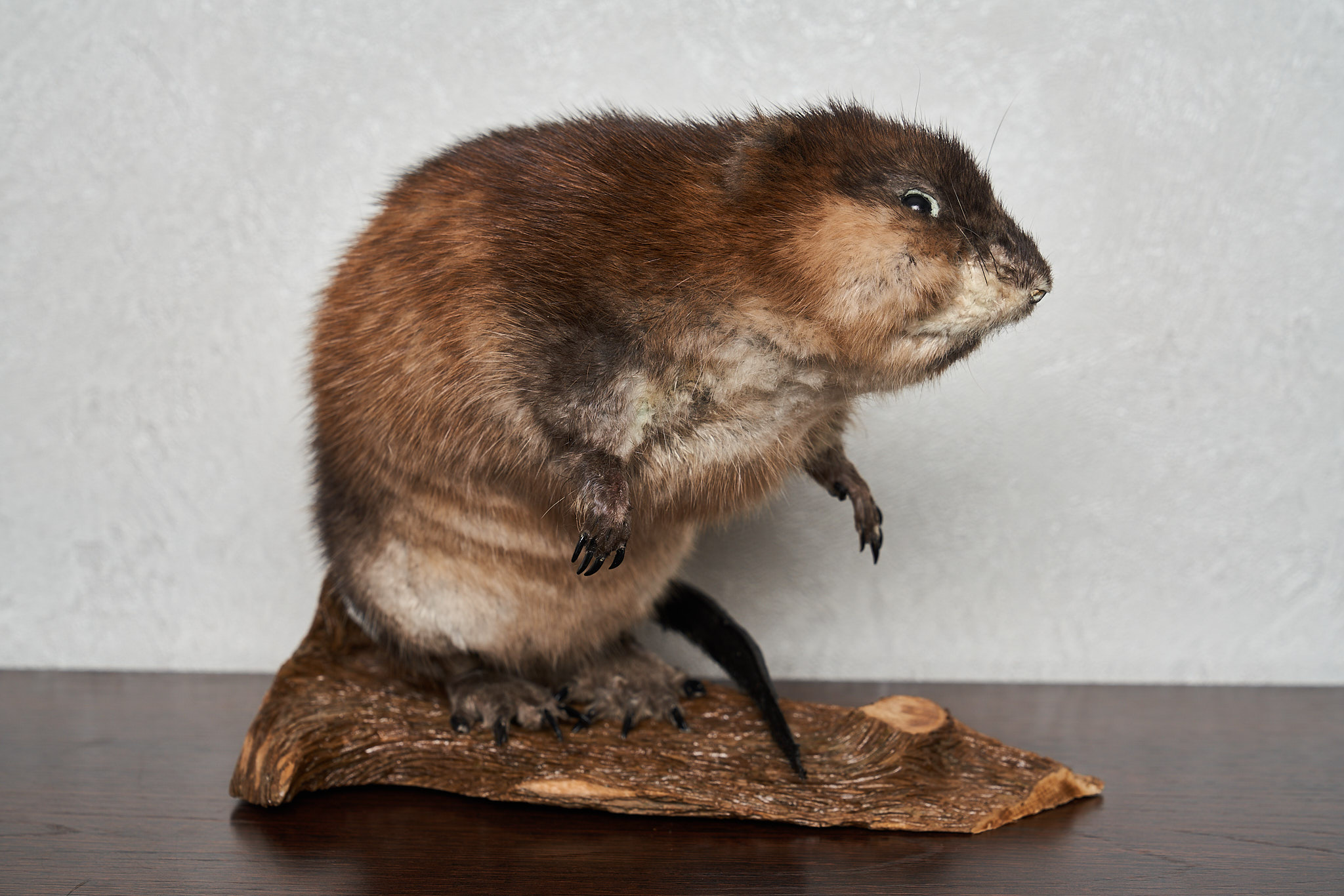 SMALL BEAVER TAXIDERMY MOUNT - MOUNTED, STUFFED ANIMALS FOR SALE - REAL ...