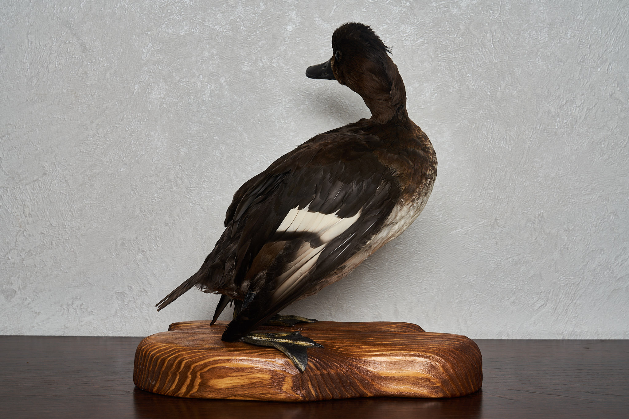 DUCK TAXIDERMY BIRD MOUNT - DUCK, WATERFOWL MOUNTED, STUFFED BIRDS FOR ...
