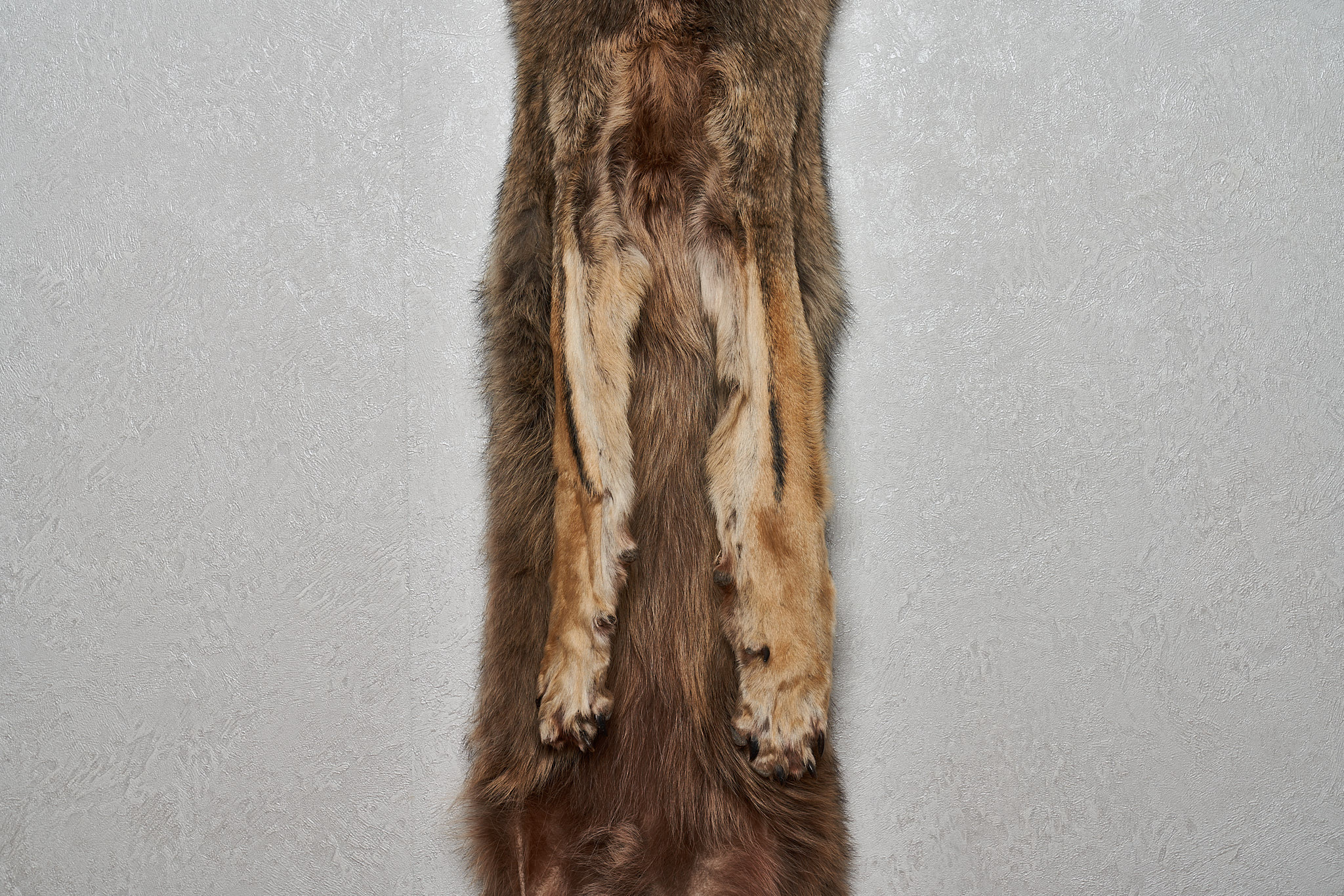 SIBERIAN GRAY WOLF TAXIDERMY TANNED FUR PELT - GREY WOLF SKIN, HIDE FOR ...