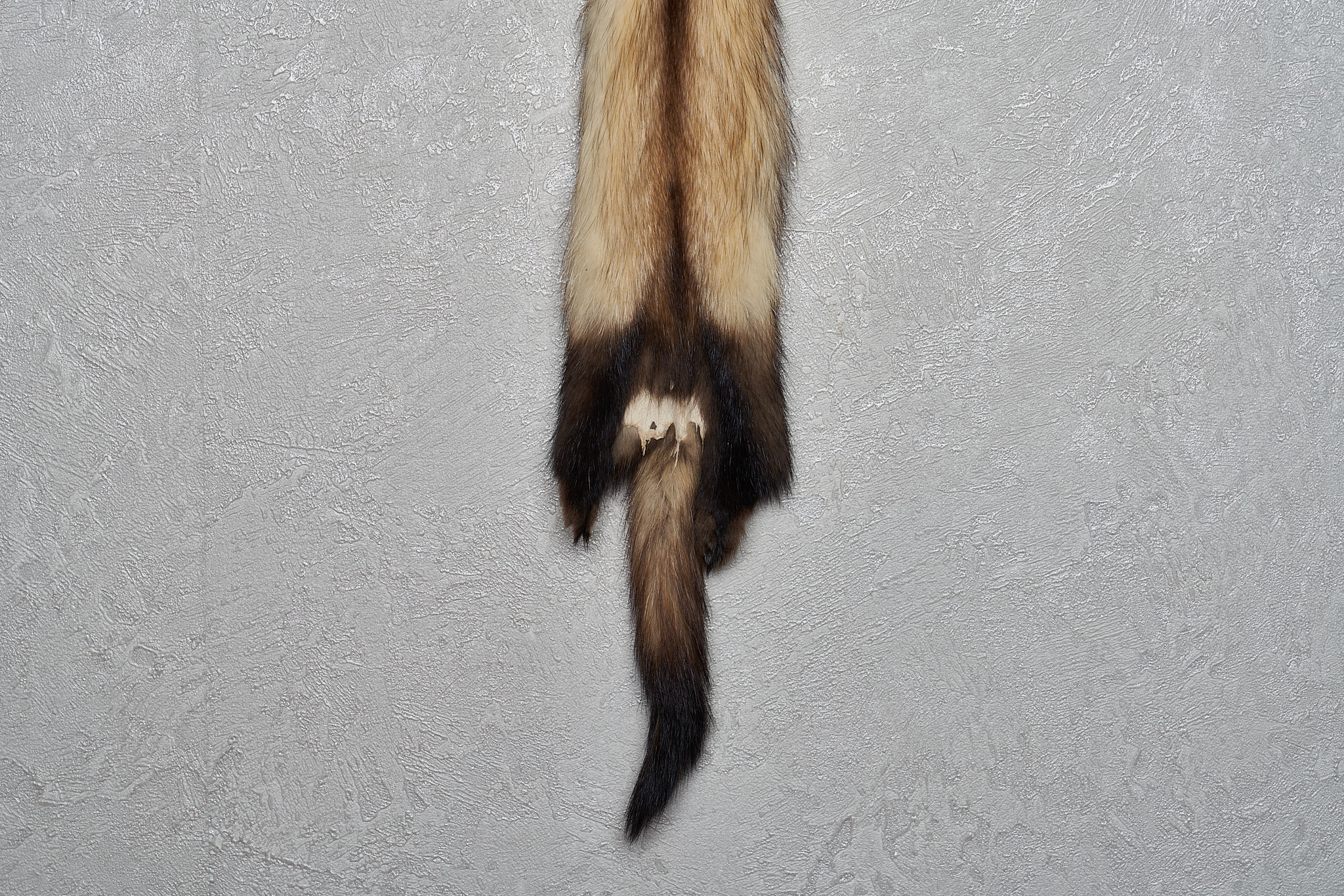 EUROPEAN POLECAT TANNED FUR PELT - FERRET, WEASEL SKIN, HIDE FOR SALE ...
