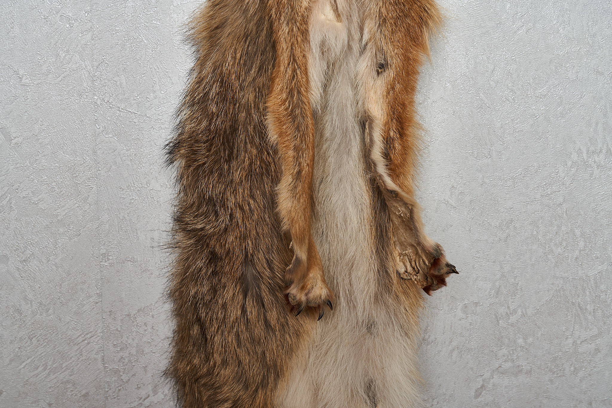 GOLDEN JACKAL TANNED FUR PELT - COYOTE SKIN, HIDE FOR SALE - REAL ...