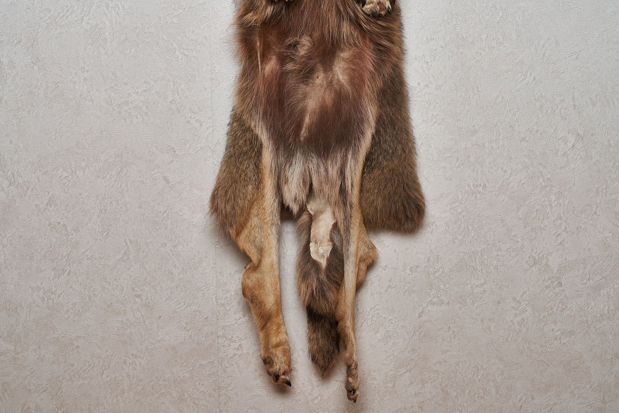 SIBERIAN GRAY WOLF TAXIDERMY TANNED FUR PELT - GREY WOLF SKIN, HIDE FOR ...
