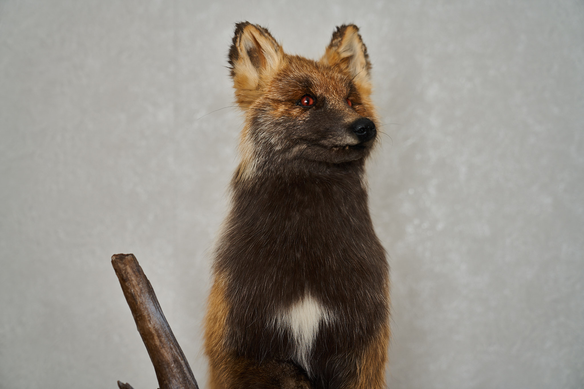 SIBERIAN CROSS FOX TAXIDERMY MOUNT - MOUNTED, STUFFED ANIMALS FOR SALE ...