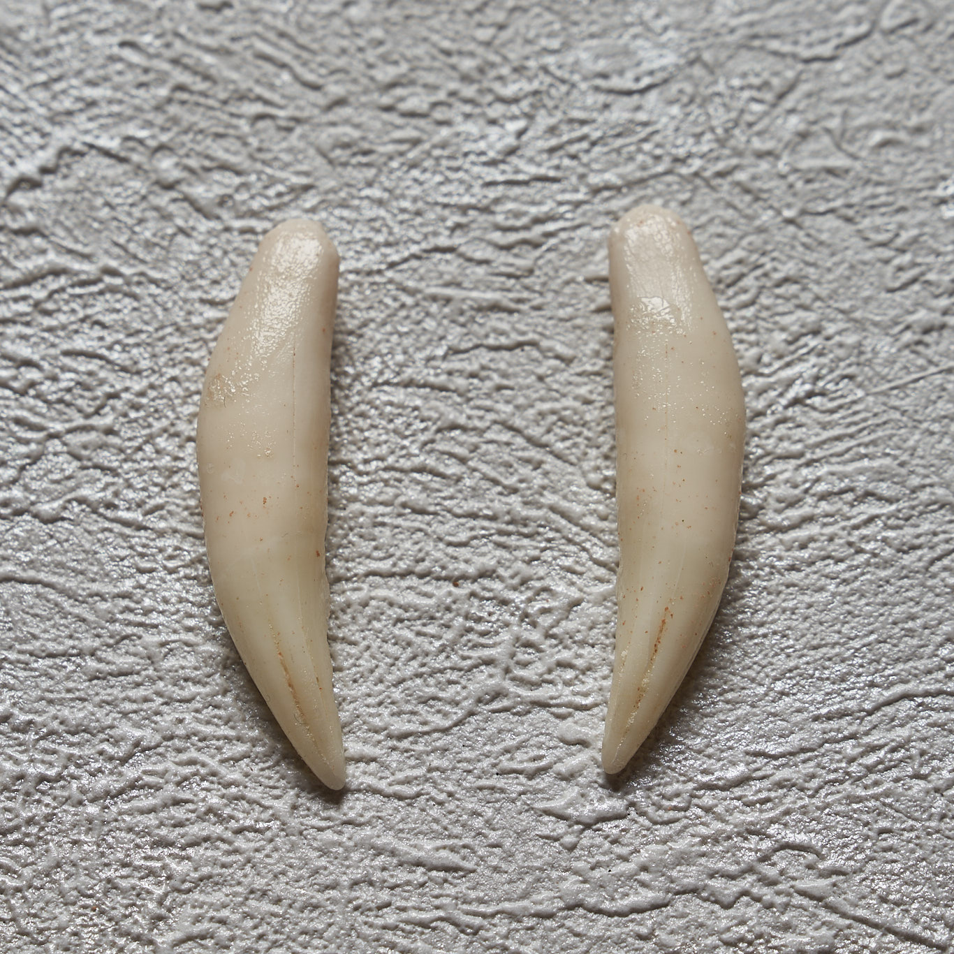 EURASIAN LYNX TAXIDERMY TUSKS - BIGGER THAN BOBCAT TEETH, CANINES ...