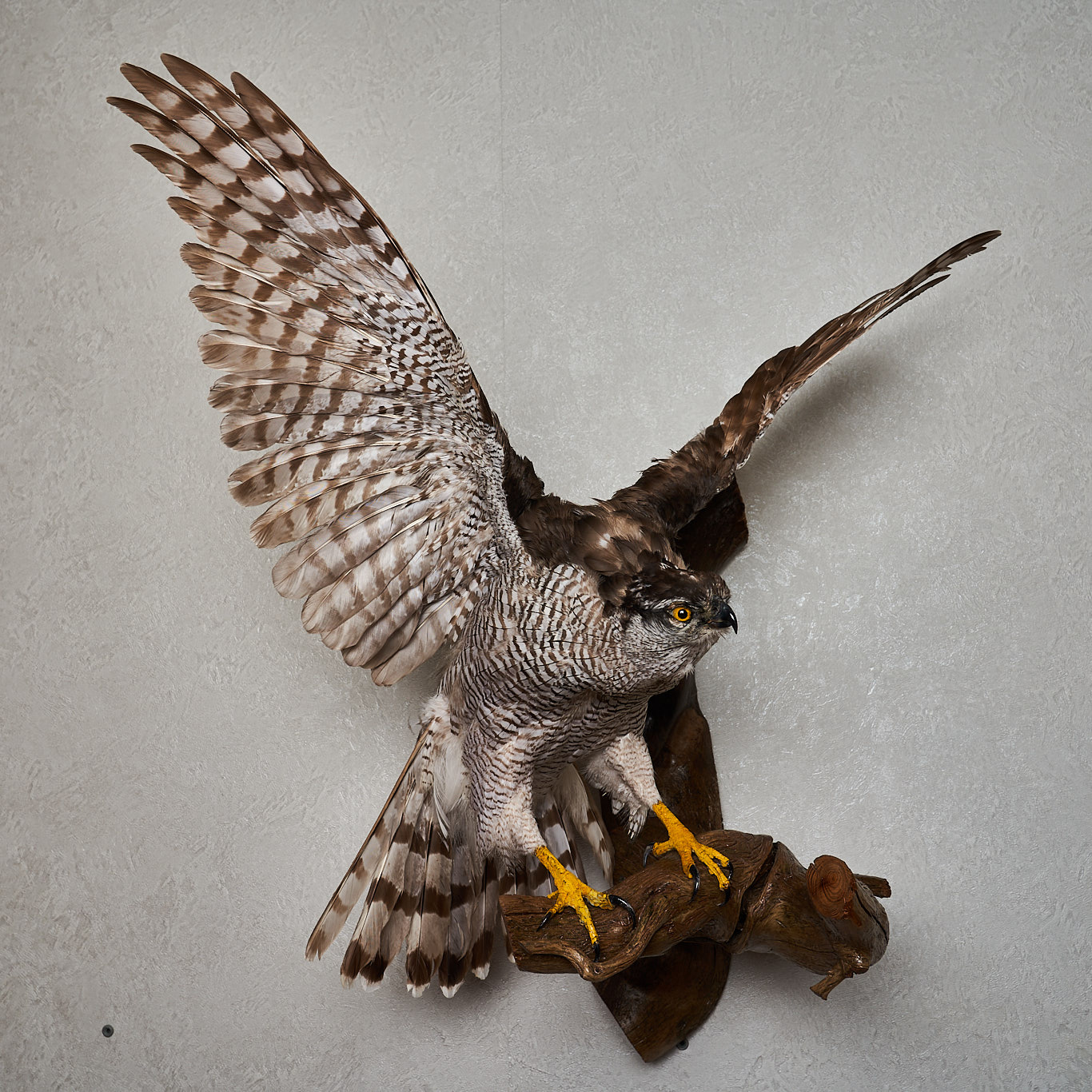 BIRD MOUNTS :: BIG SIZE