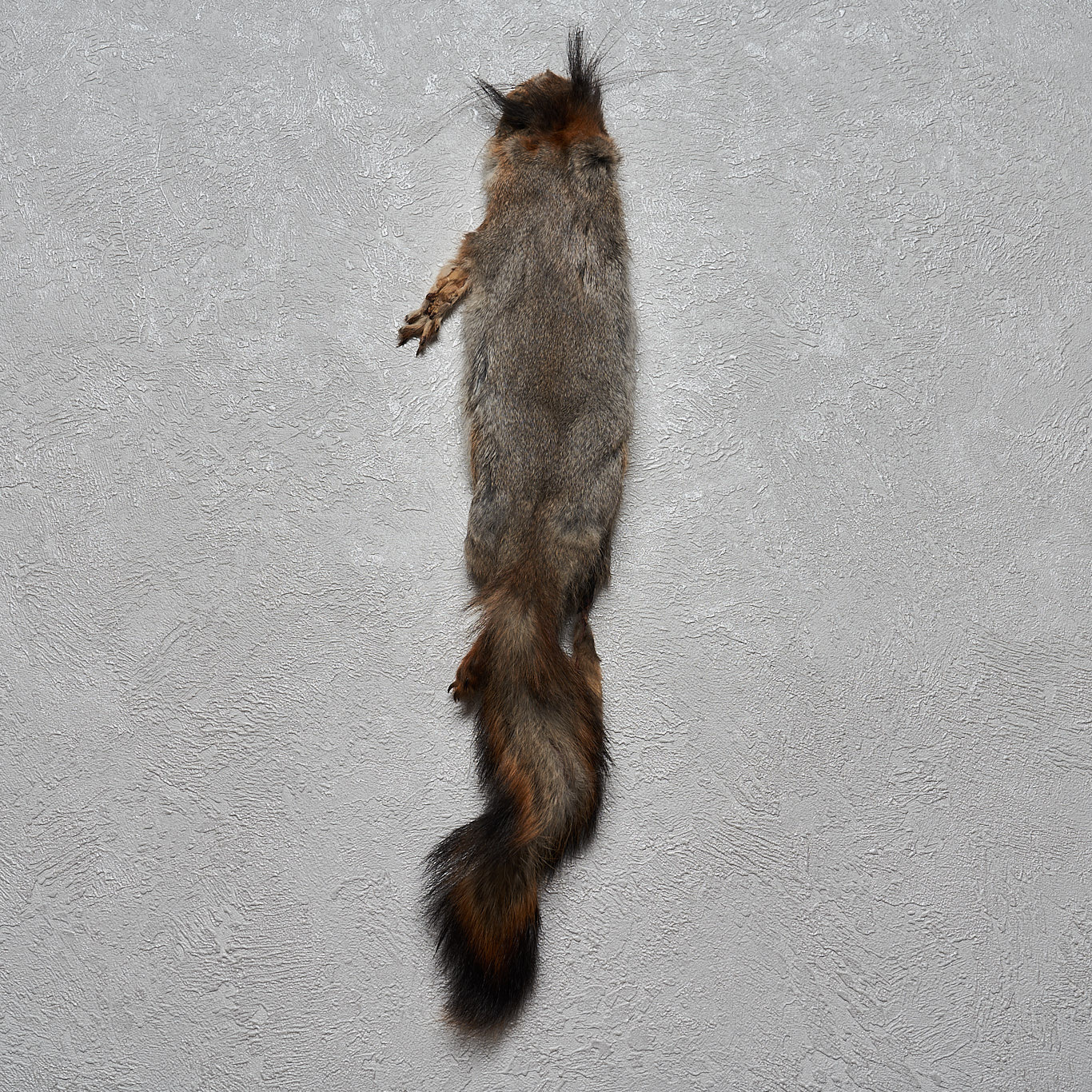 GRAY SQUIRREL DRIED FUR PELT - GREY SQUIRREL SKIN, HIDE FOR SALE - REAL ...
