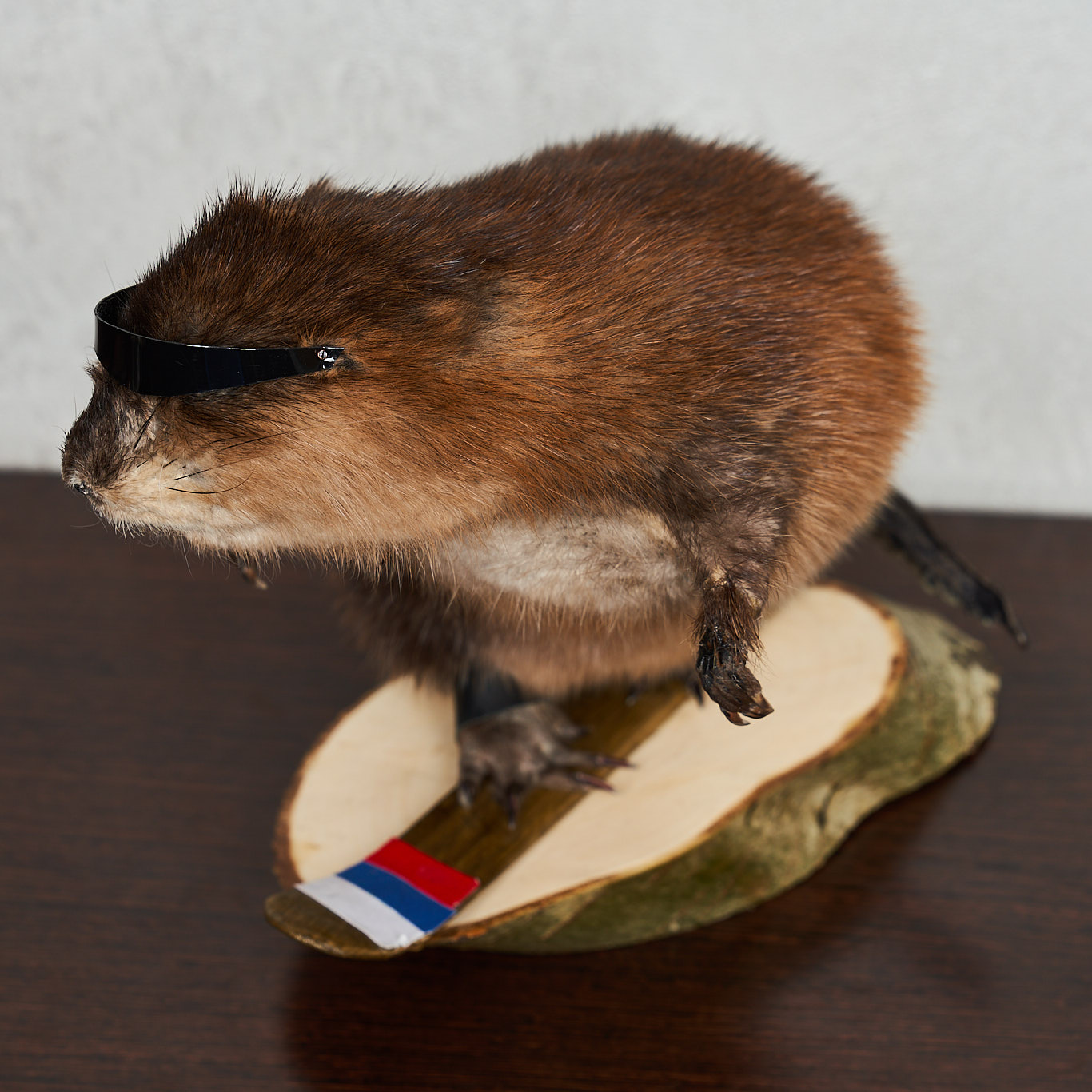 SMALL BEAVER TAXIDERMY MOUNT - MOUNTED, STUFFED ANIMALS FOR SALE - REAL ...