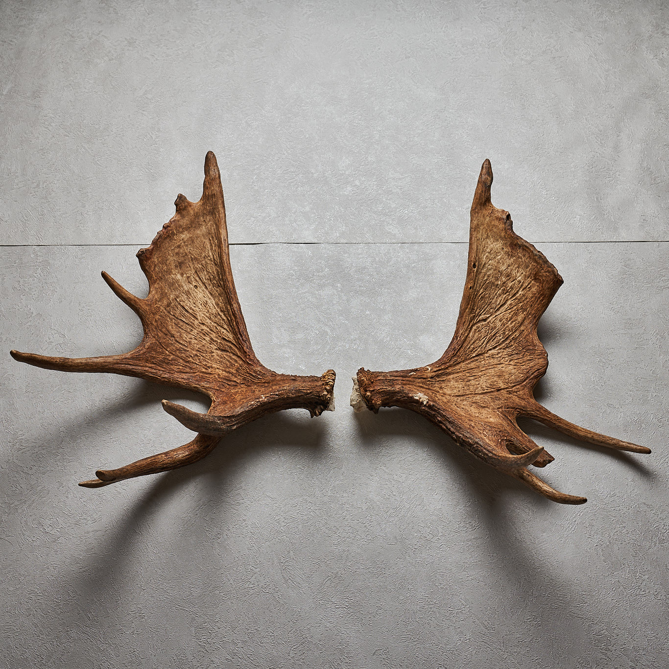 MOOSE ANTLER SHEDS PAIR - TAXIDERMY ANTLERS MOUNT, HORNS, SKULL ...