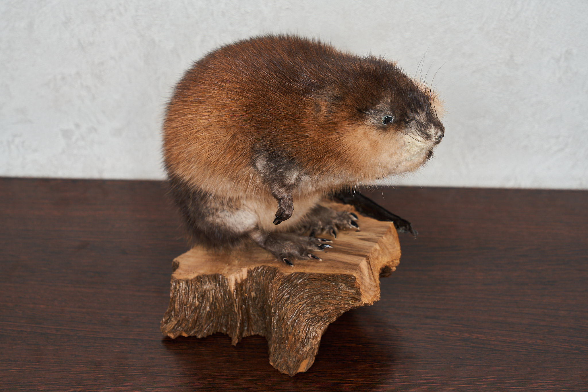 SMALL BEAVER TAXIDERMY MOUNT - MOUNTED, STUFFED ANIMALS FOR SALE - REAL ...