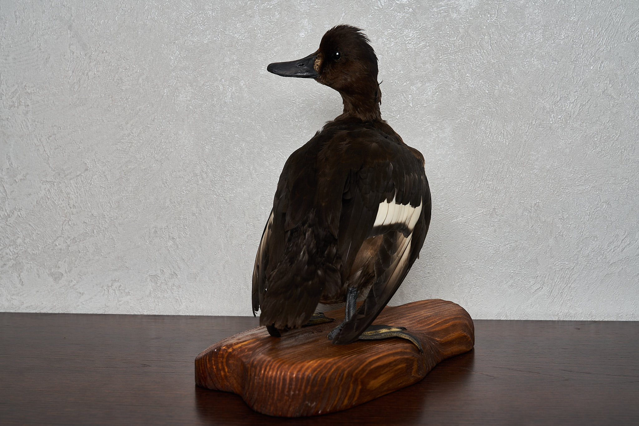DUCK TAXIDERMY BIRD MOUNT - DUCK, WATERFOWL MOUNTED, STUFFED BIRDS FOR ...