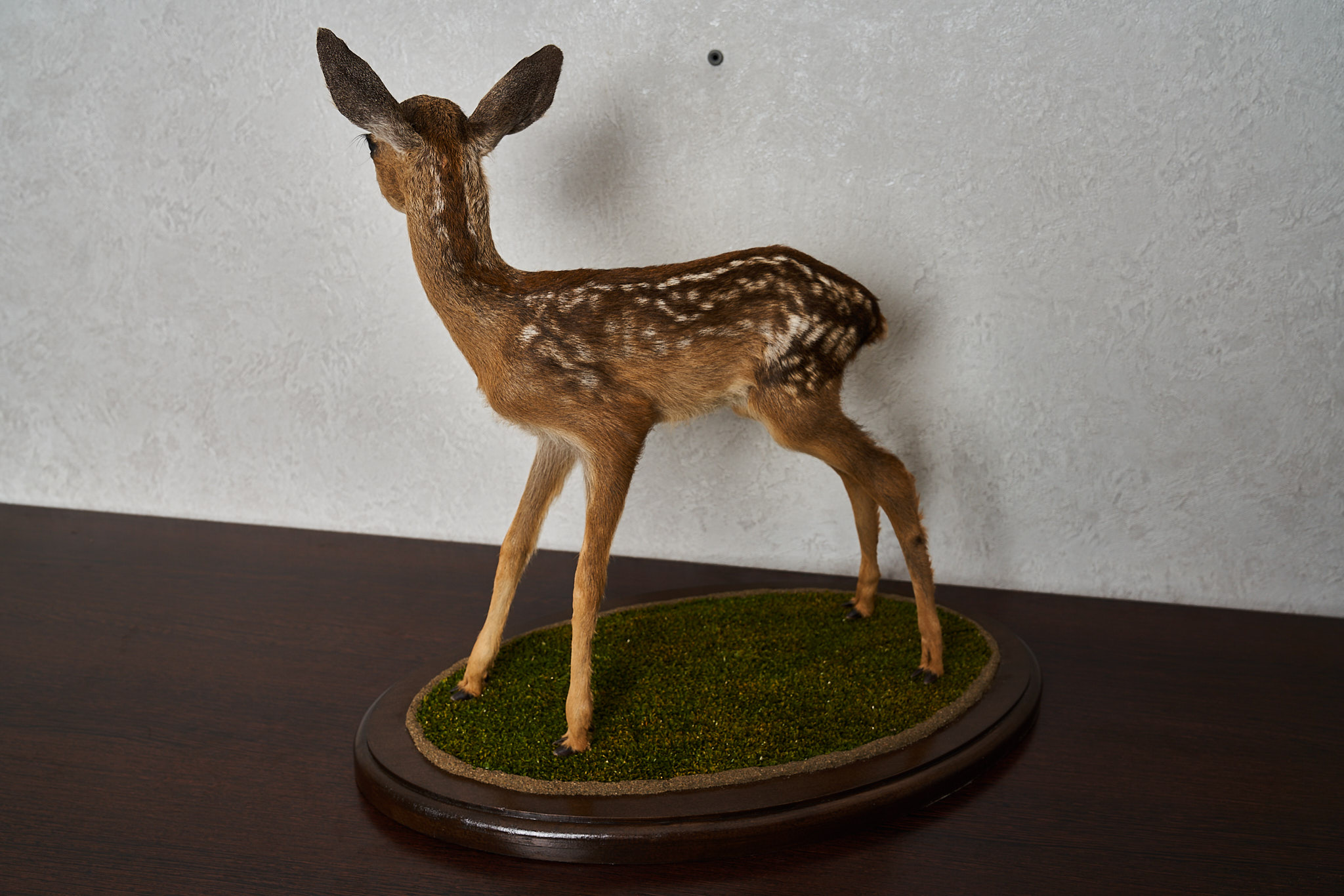 SMALL DEER TAXIDERMY MOUNT - MOUNTED, STUFFED ANIMALS FOR SALE - REAL ...