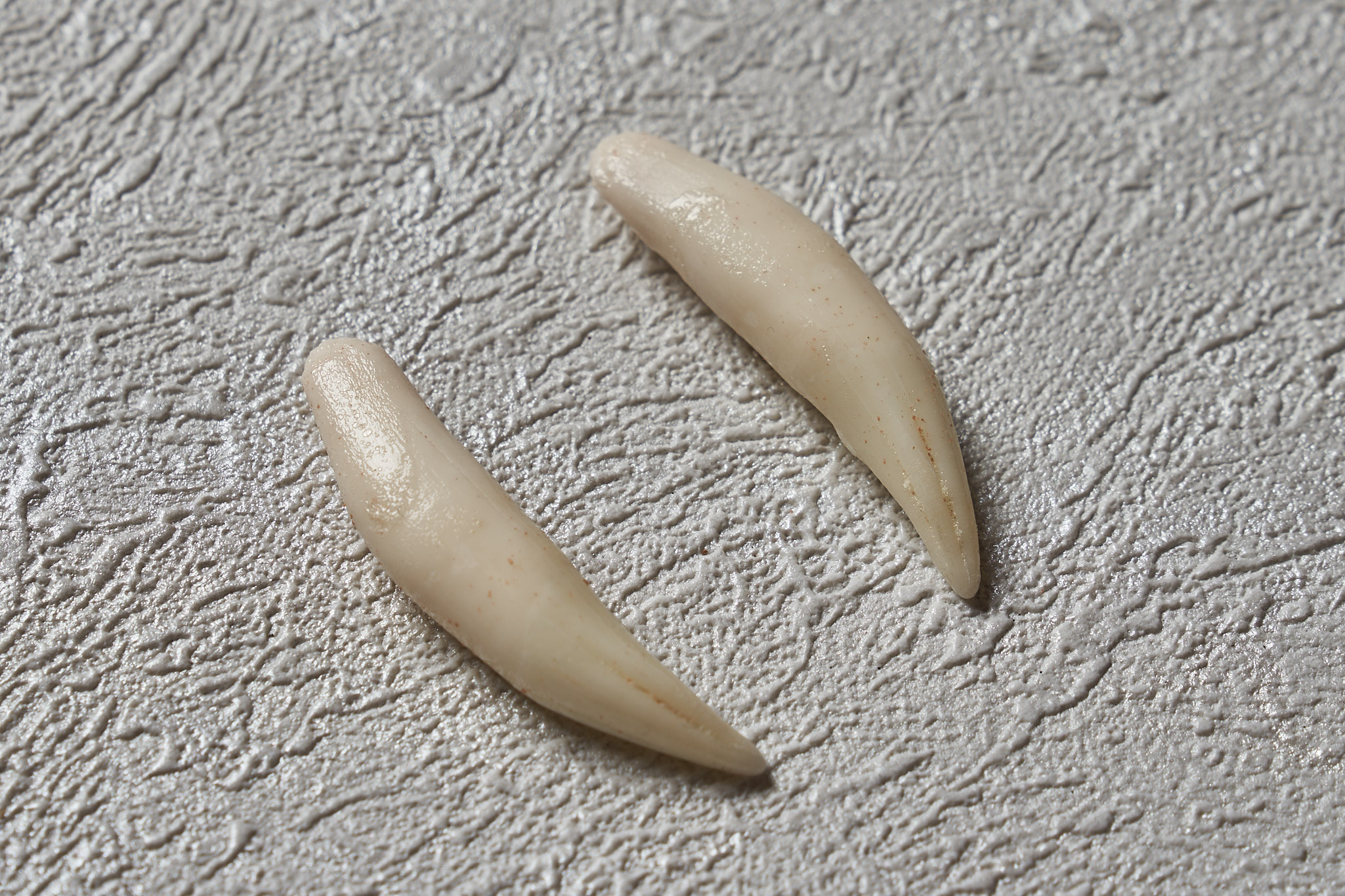 EURASIAN LYNX TAXIDERMY TUSKS - BIGGER THAN BOBCAT TEETH, CANINES ...