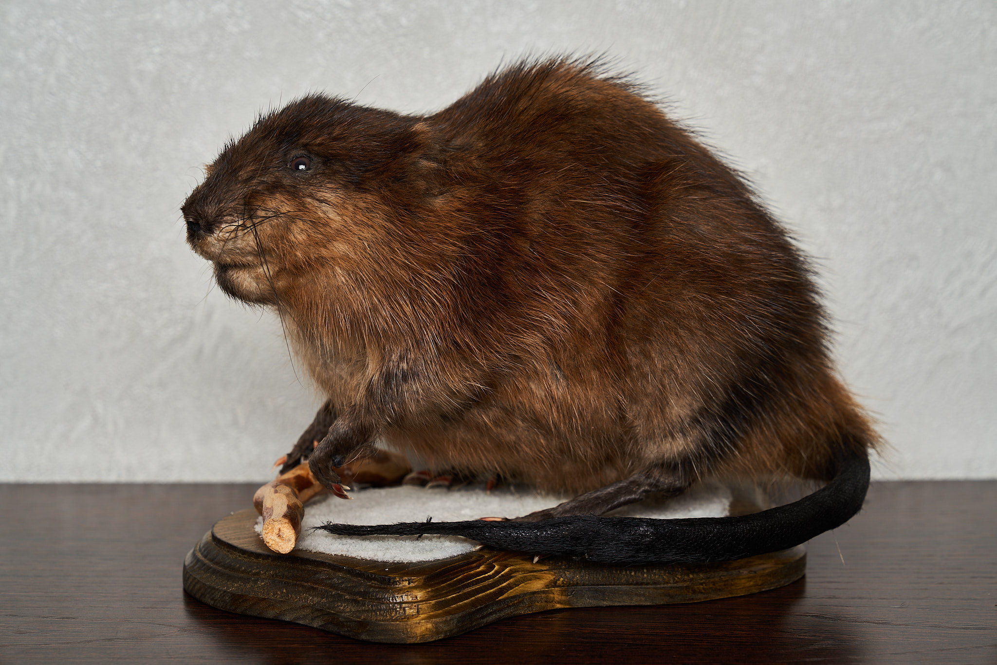 SMALL BEAVER TAXIDERMY MOUNT - MOUNTED, STUFFED ANIMALS FOR SALE - REAL ...