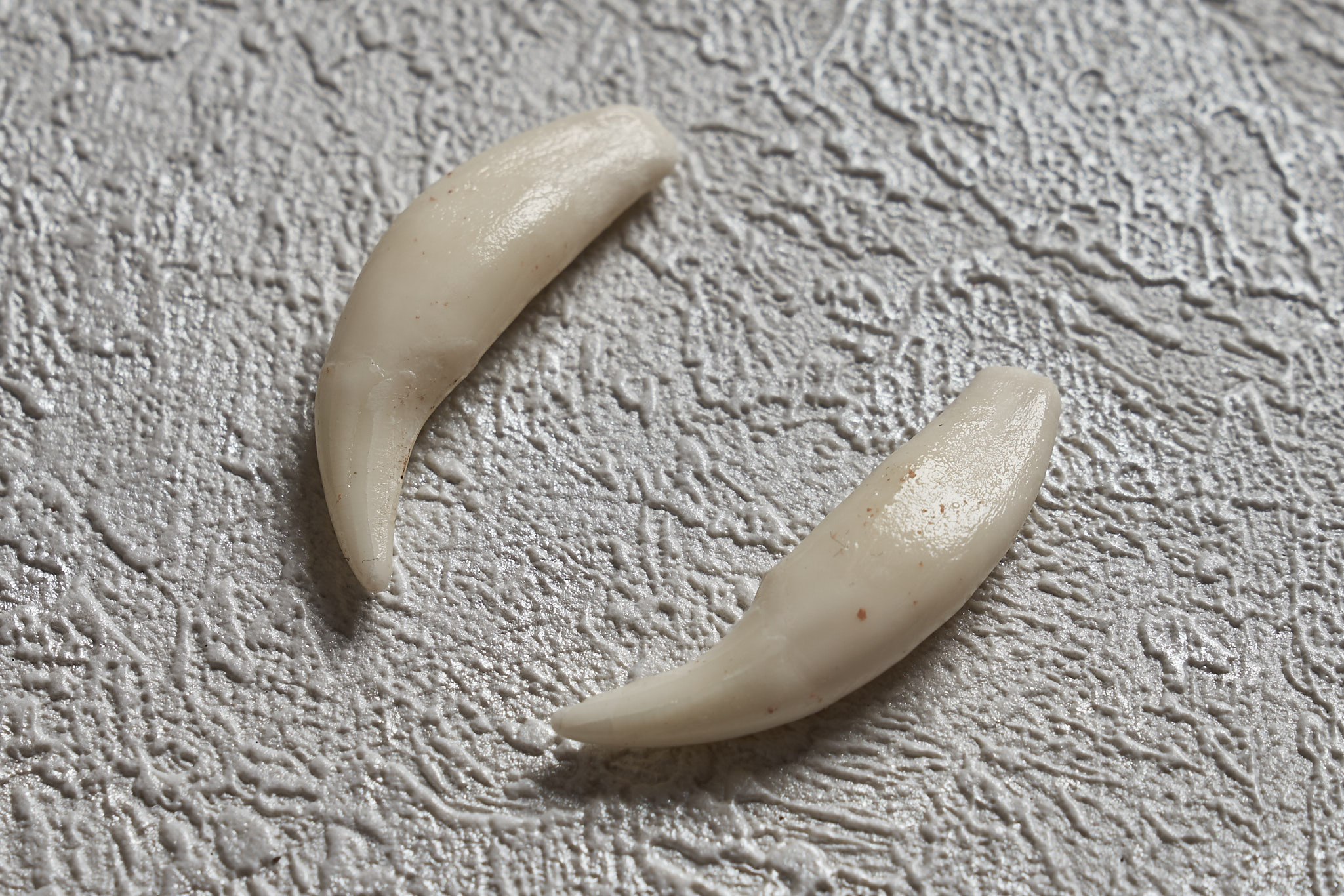 EURASIAN LYNX TAXIDERMY TUSKS - BIGGER THAN BOBCAT TEETH, CANINES ...