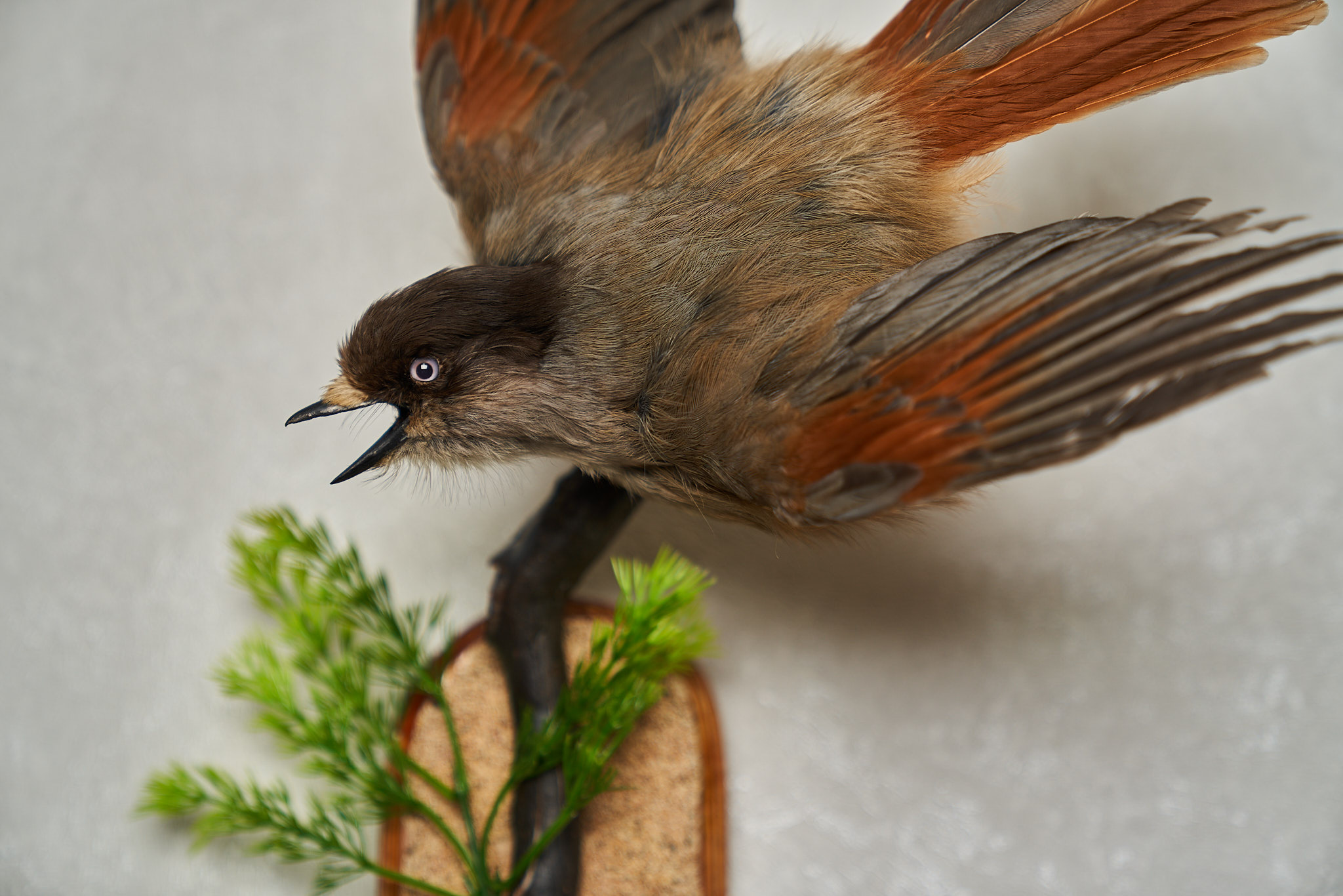 SIBERIAN JAY TAXIDERMY BIRD MOUNT - CROW FAMILY MOUNTED, STUFFED BIRDS ...