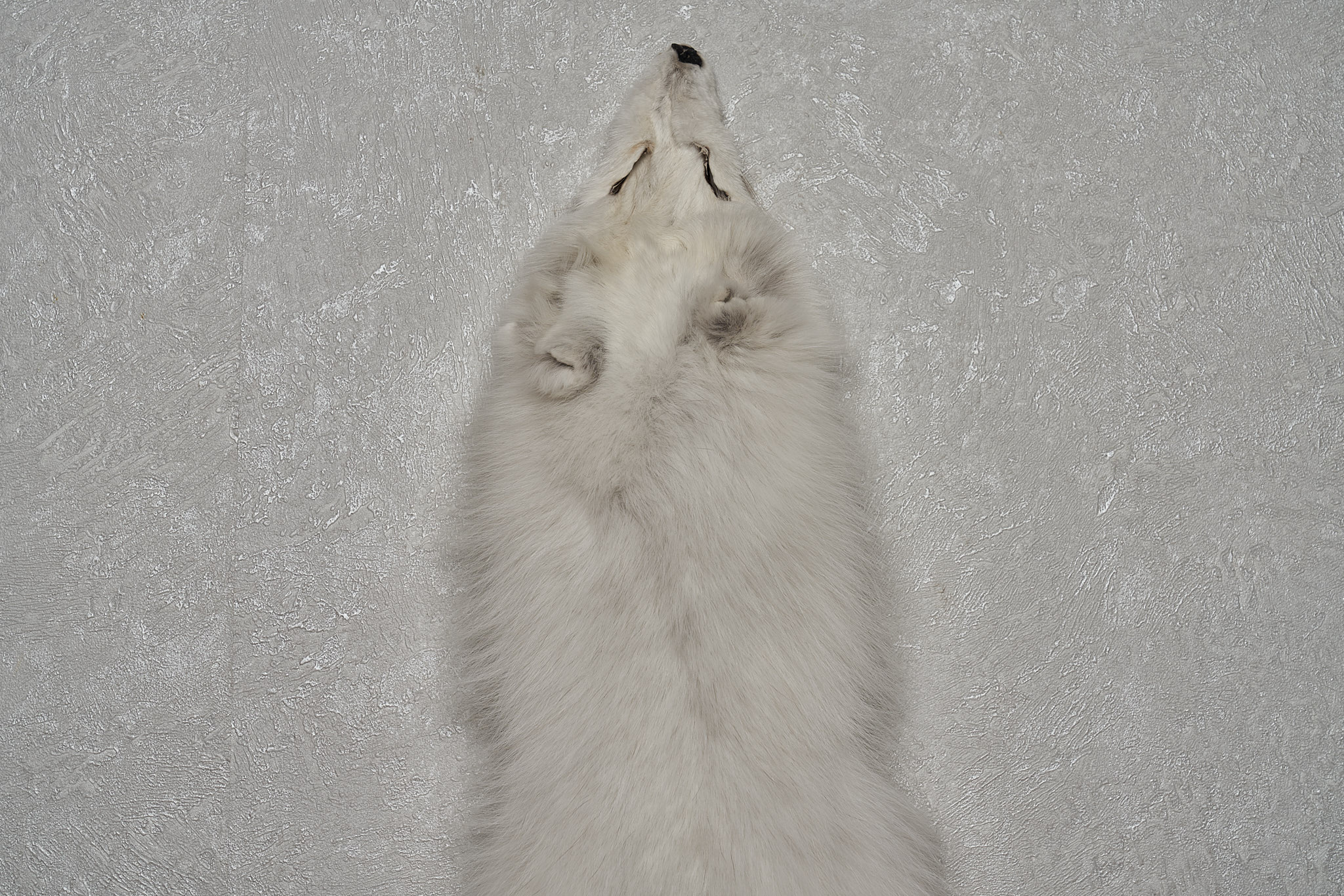 ARCTIC FOX TANNED FUR PELT - WHITE FOX, SNOW FOX SKIN, HIDE FOR SALE ...