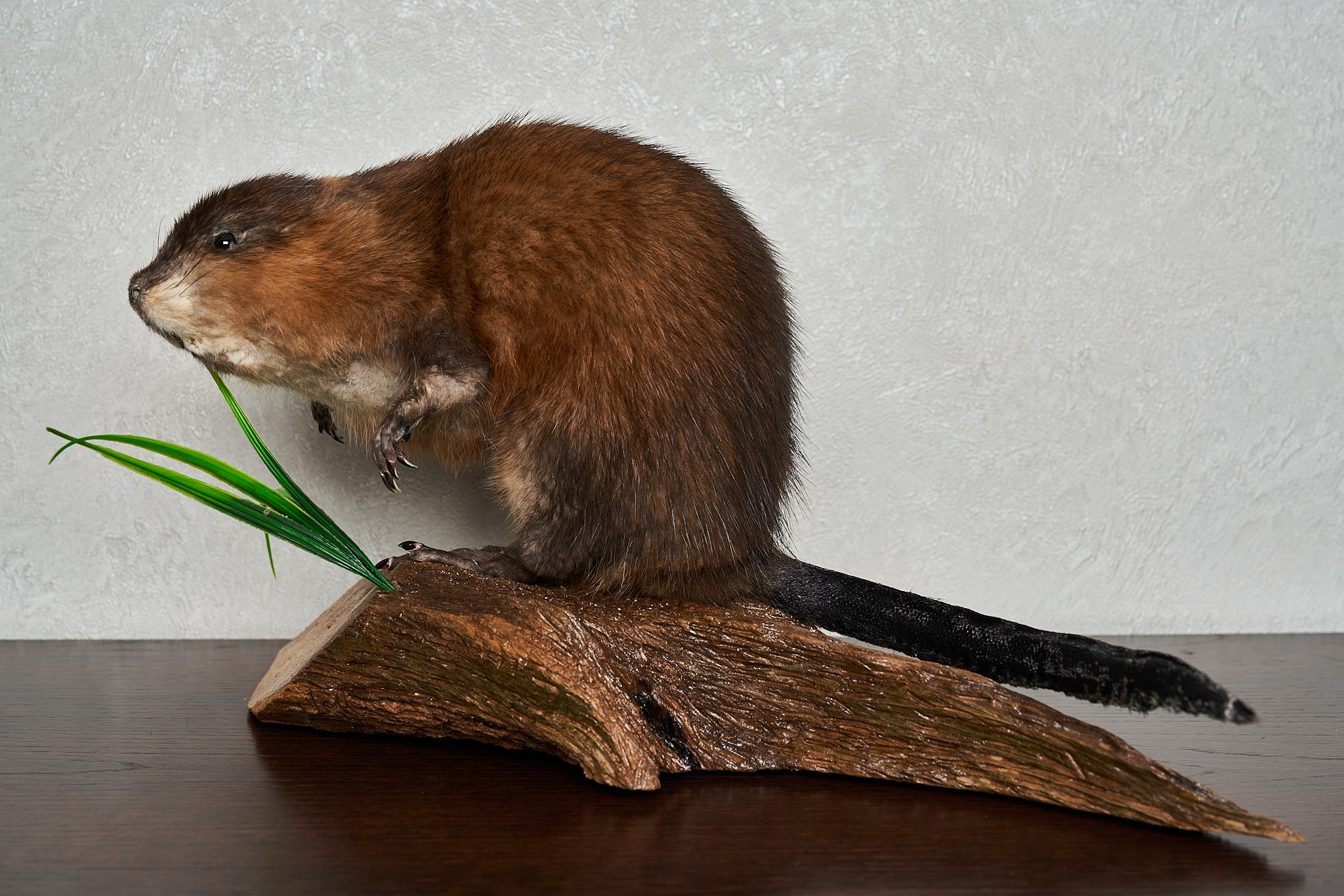SMALL BEAVER TAXIDERMY MOUNT - MOUNTED, STUFFED ANIMALS FOR SALE - REAL ...