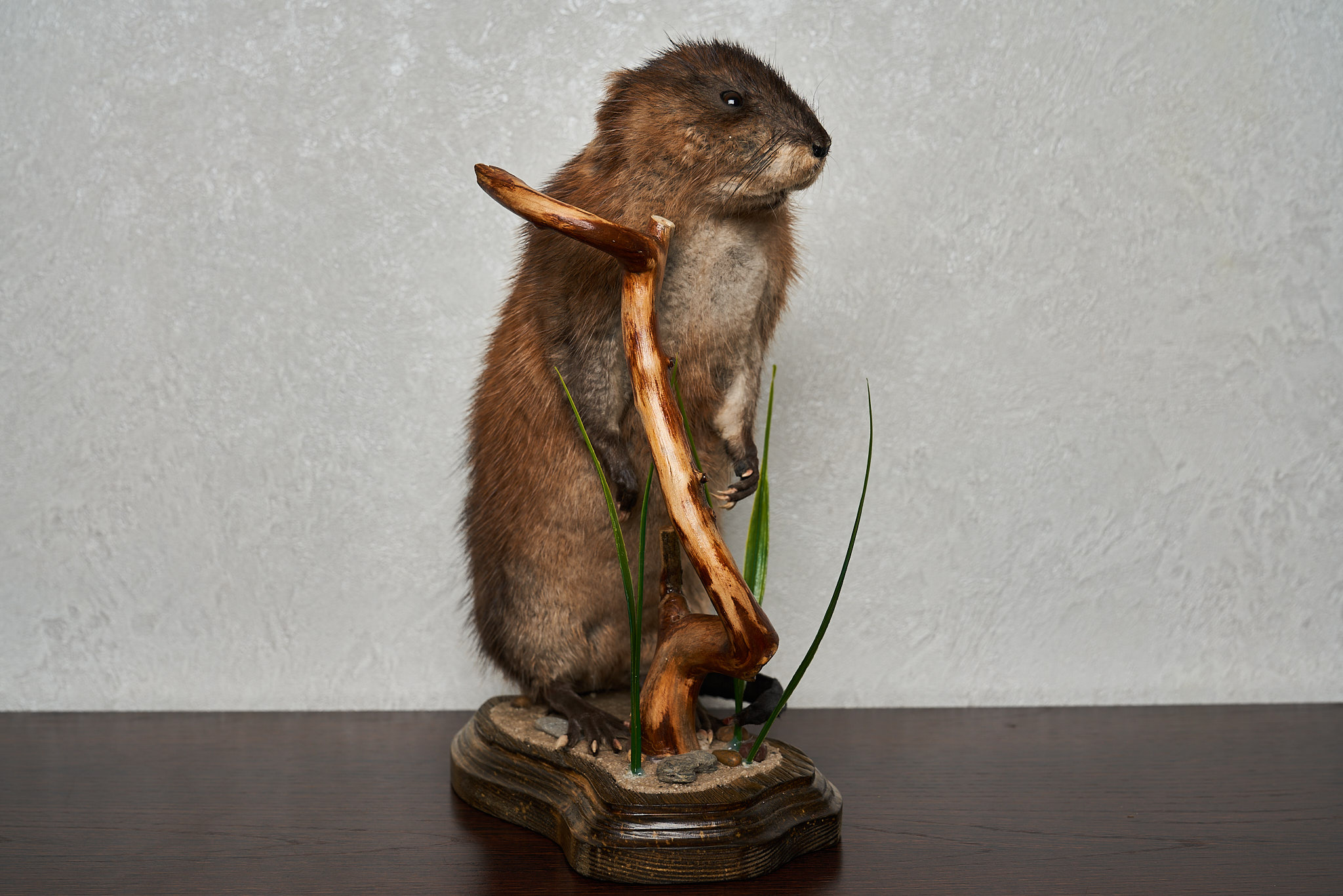SMALL BEAVER TAXIDERMY MOUNT - MOUNTED, STUFFED ANIMALS FOR SALE - REAL ...