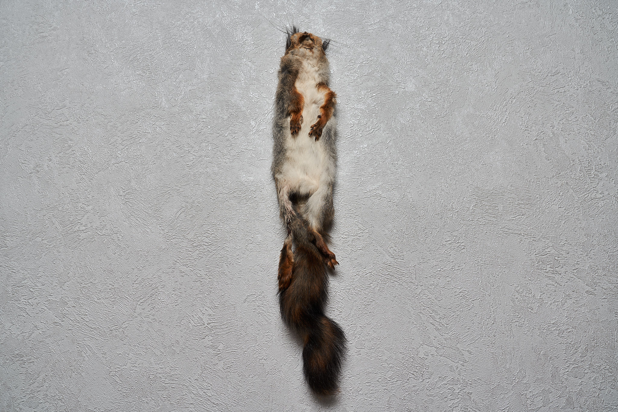 GRAY SQUIRREL DRIED FUR PELT - GREY SQUIRREL SKIN, HIDE FOR SALE - REAL ...