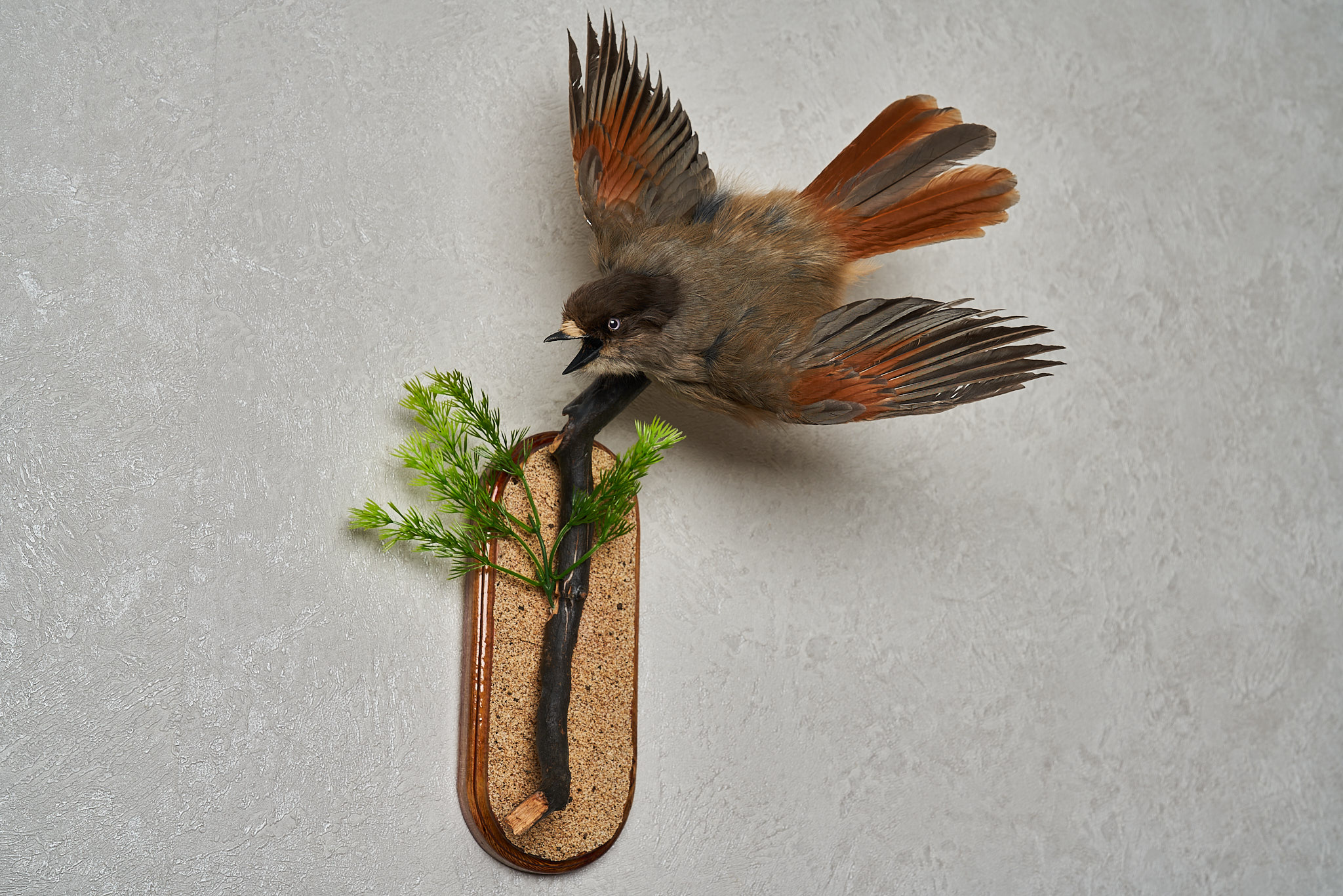 SIBERIAN JAY TAXIDERMY BIRD MOUNT - CROW FAMILY MOUNTED, STUFFED BIRDS ...