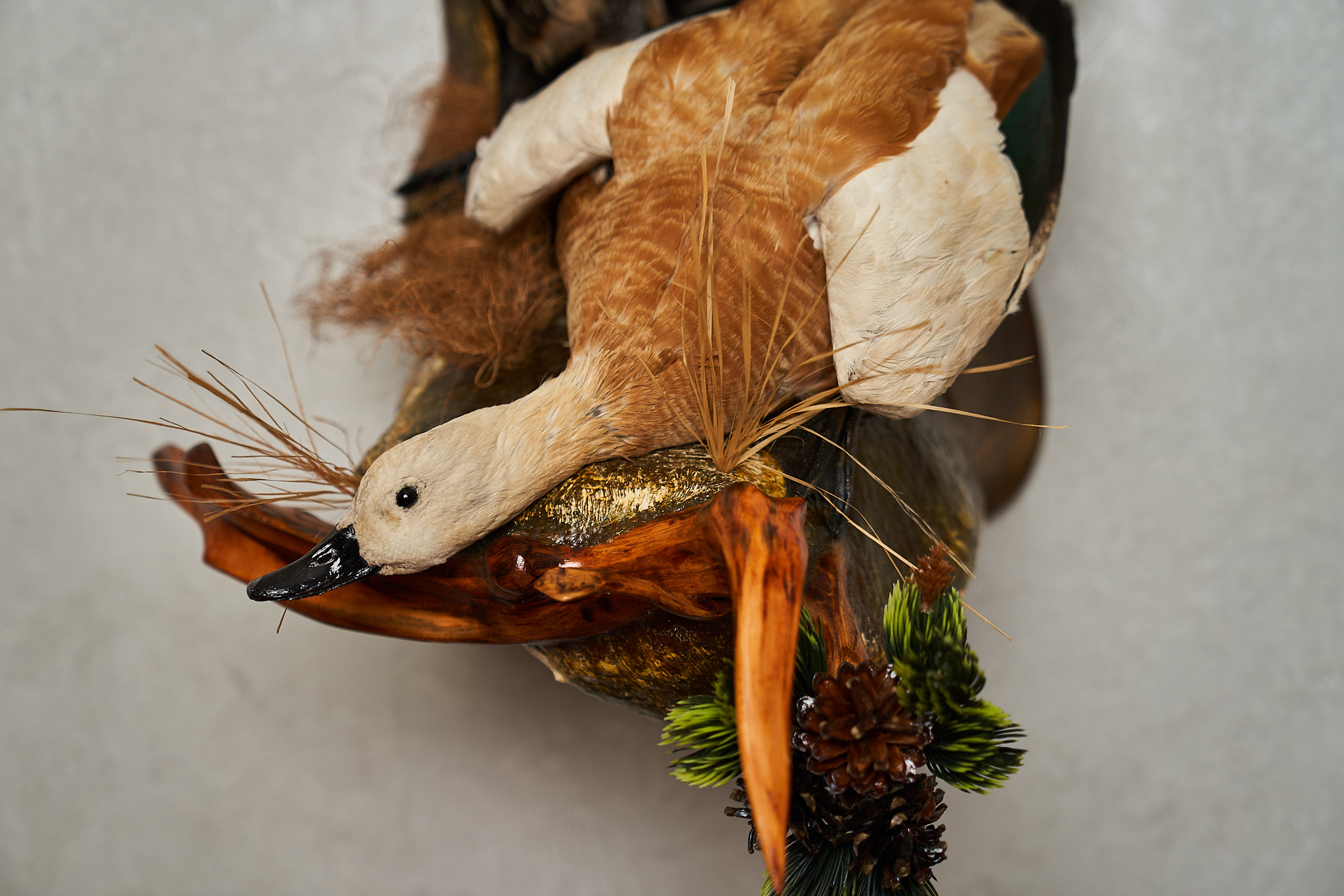 SIBERIAN RED FOX WITH DUCK TAXIDERMY HEAD SHOULDER MOUNT - MOUNTED ...