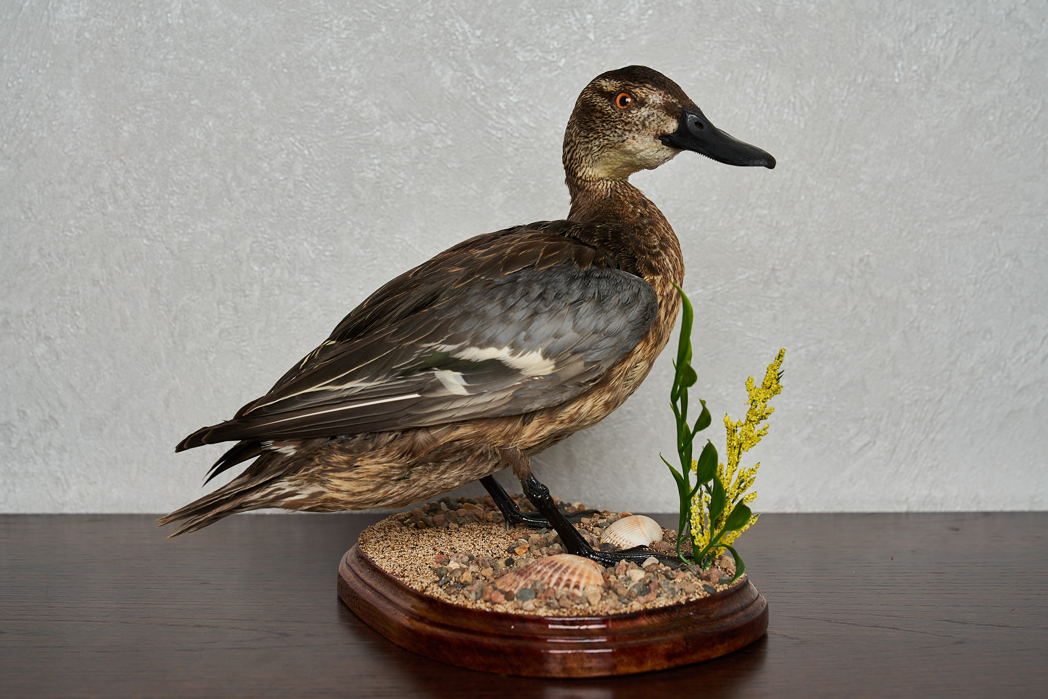 DUCK TAXIDERMY BIRD MOUNT - DUCK, WATERFOWL MOUNTED, STUFFED BIRDS FOR ...