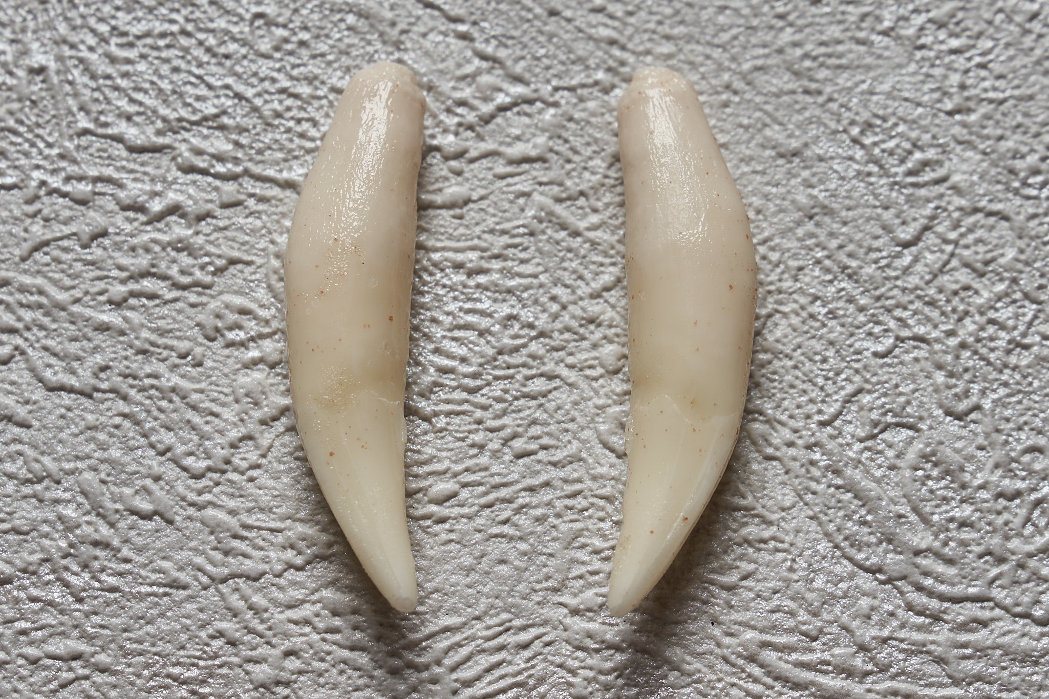 EURASIAN LYNX TAXIDERMY TUSKS - BIGGER THAN BOBCAT TEETH, CANINES ...