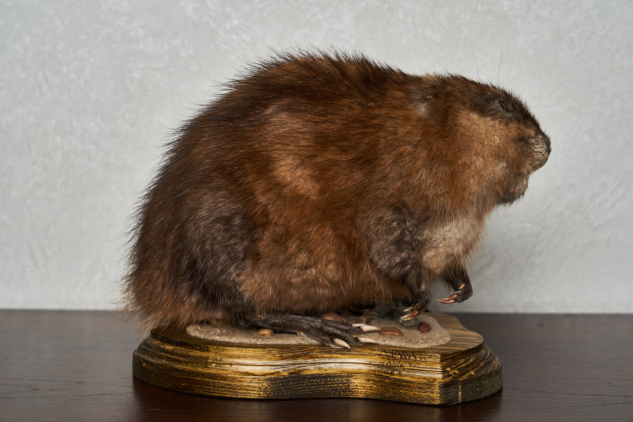 SMALL BEAVER TAXIDERMY MOUNT - MOUNTED, STUFFED ANIMALS FOR SALE - REAL ...