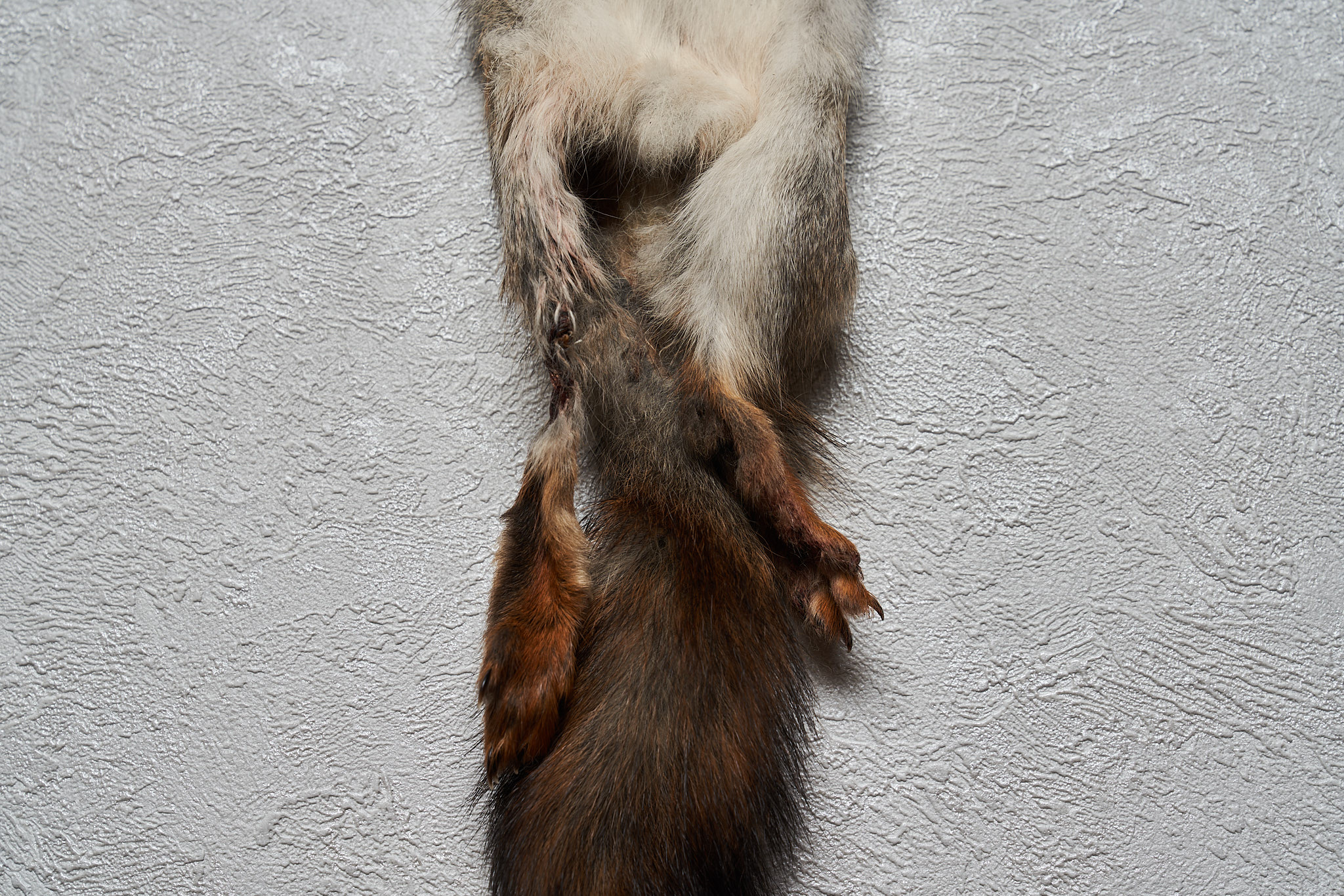 GRAY SQUIRREL DRIED FUR PELT - GREY SQUIRREL SKIN, HIDE FOR SALE - REAL ...