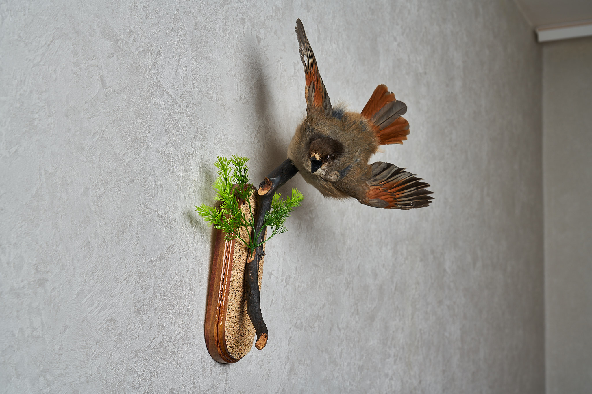 SIBERIAN JAY TAXIDERMY BIRD MOUNT - CROW FAMILY MOUNTED, STUFFED BIRDS ...