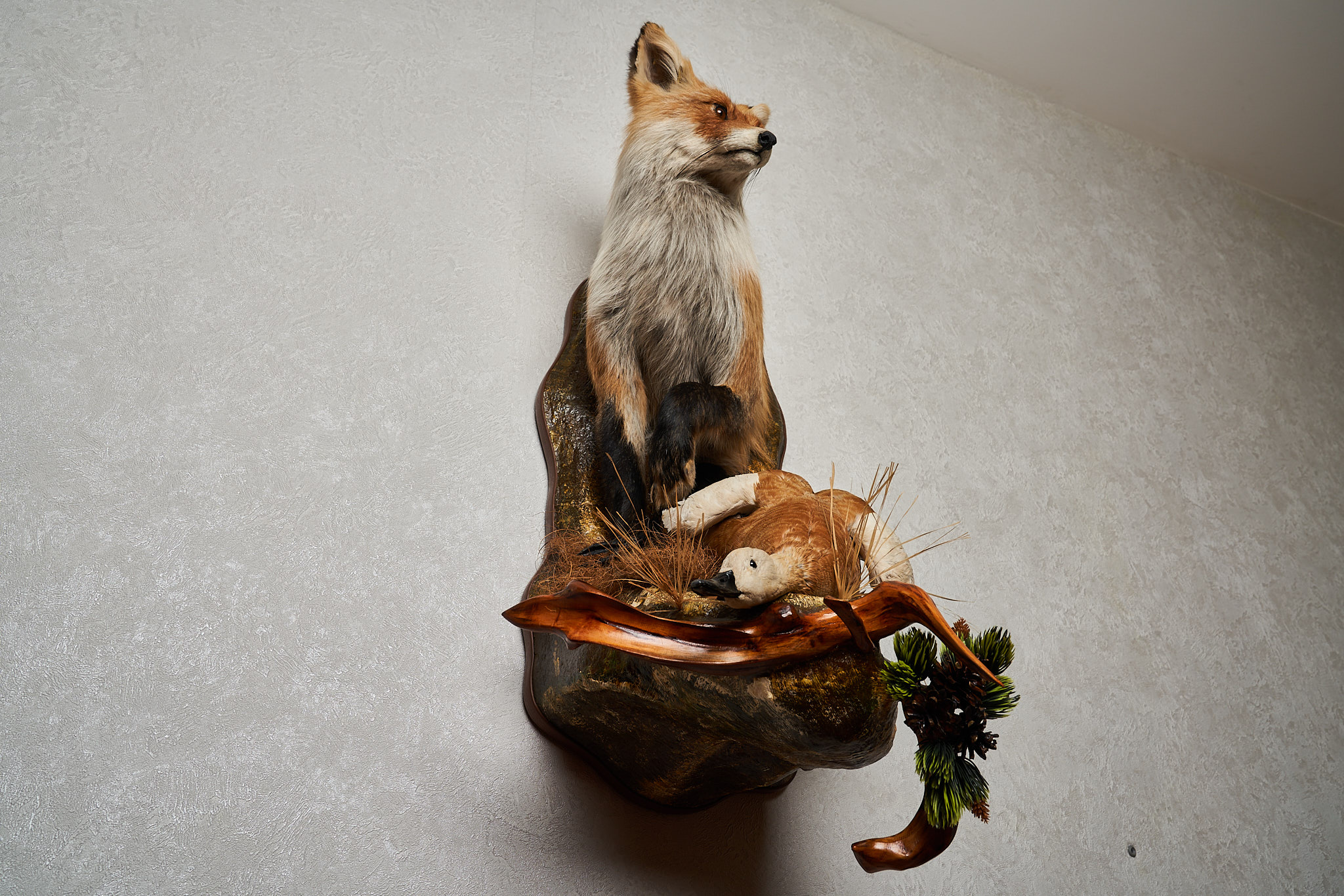 SIBERIAN RED FOX WITH DUCK TAXIDERMY HEAD SHOULDER MOUNT - MOUNTED ...