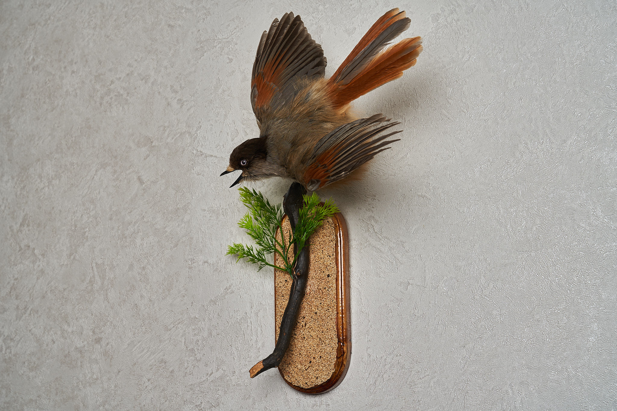SIBERIAN JAY TAXIDERMY BIRD MOUNT - CROW FAMILY MOUNTED, STUFFED BIRDS ...