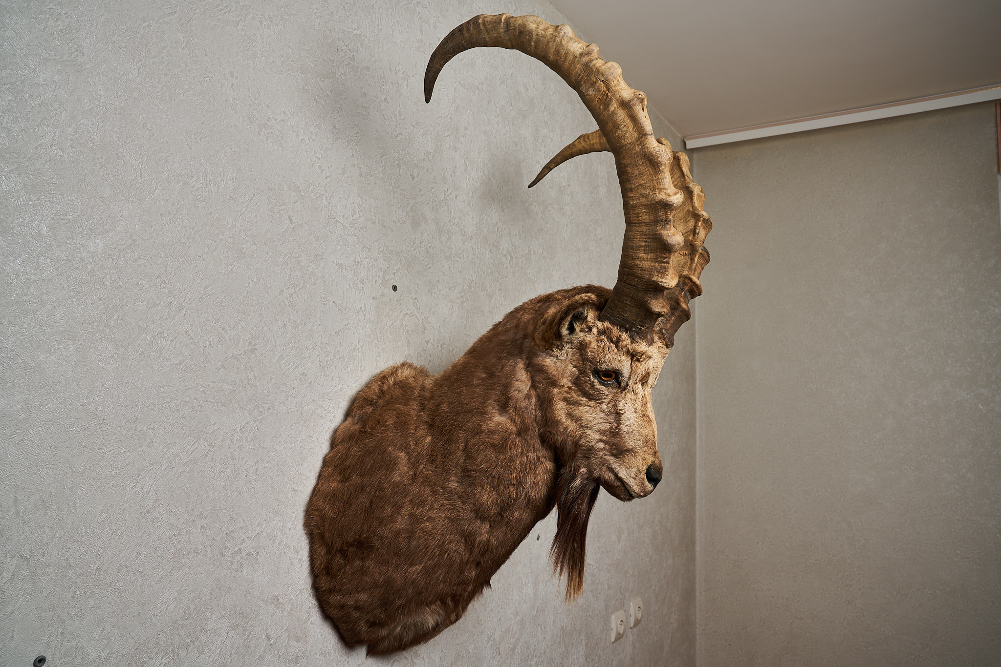 SIBERIAN IBEX TAXIDERMY HEAD SHOULDER MOUNT - WILD MOUNTAIN GOAT ...