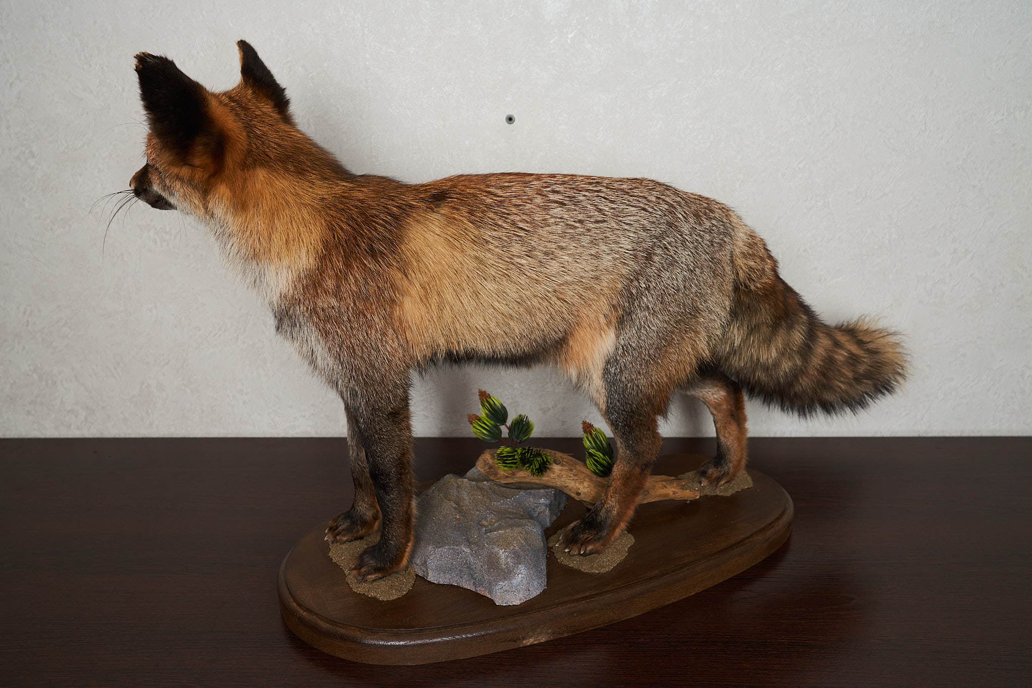 SIBERIAN CROSS FOX TAXIDERMY MOUNT - MOUNTED, STUFFED ANIMALS FOR SALE ...