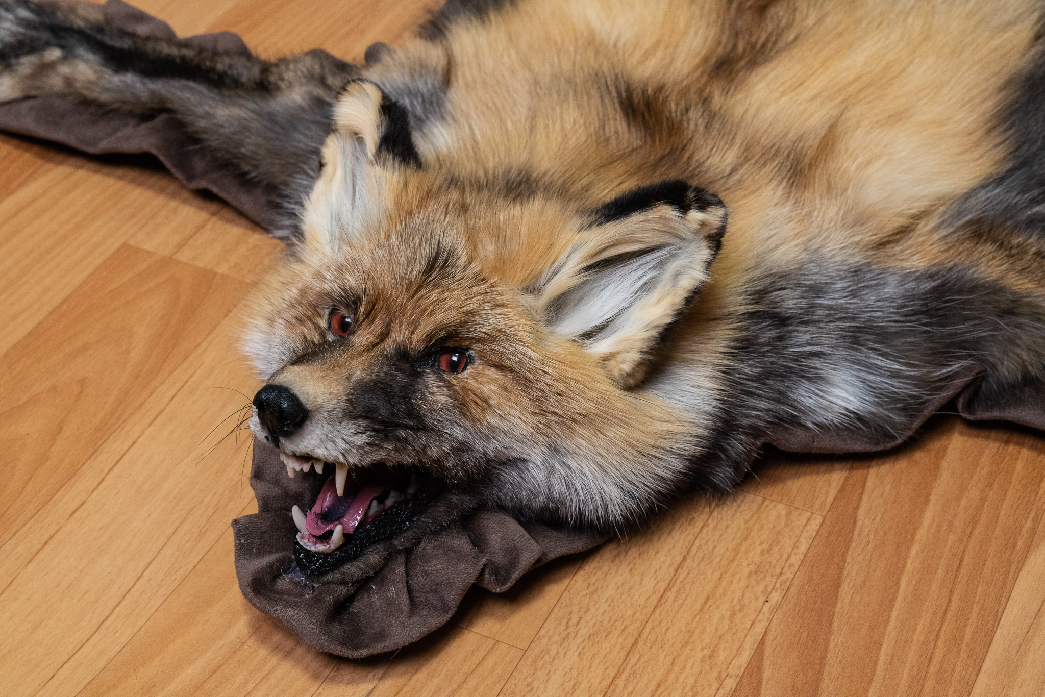 SIBERIAN CROSS FOX TAXIDERMY RUG MOUNT WITH HEAD - MOUNTED PELT, FUR ...