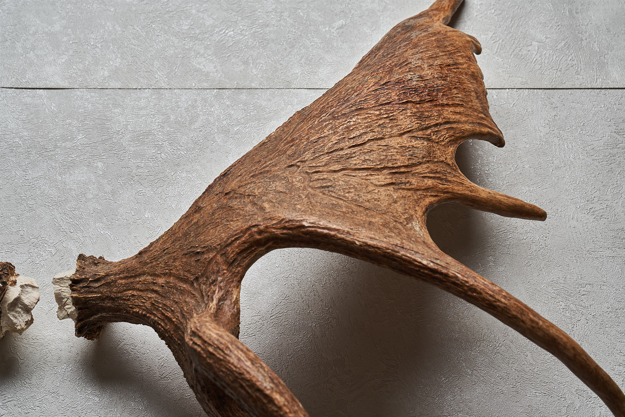 MOOSE ANTLER SHEDS PAIR - TAXIDERMY ANTLERS MOUNT, HORNS, SKULL ...