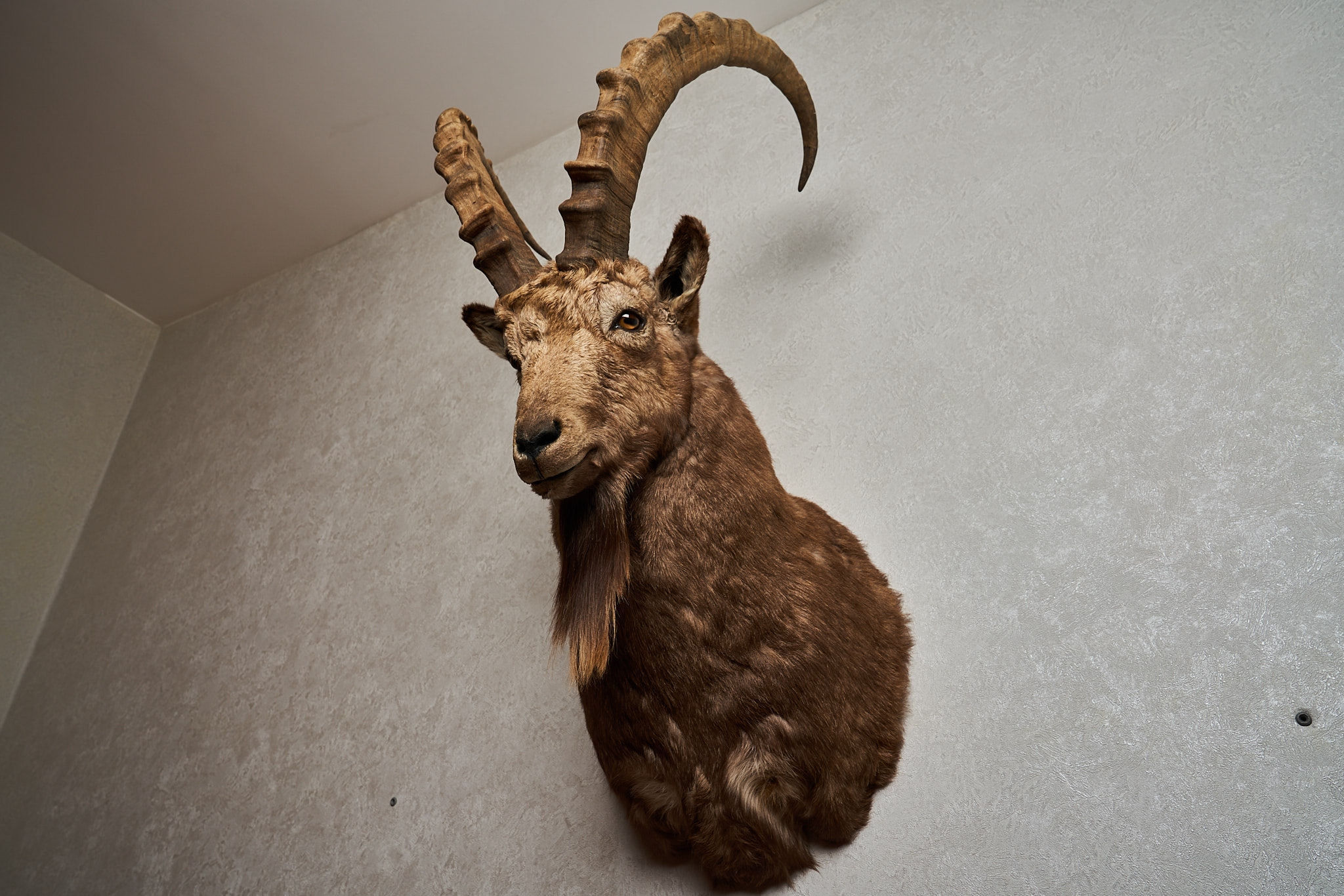 SIBERIAN IBEX TAXIDERMY HEAD SHOULDER MOUNT - WILD MOUNTAIN GOAT ...