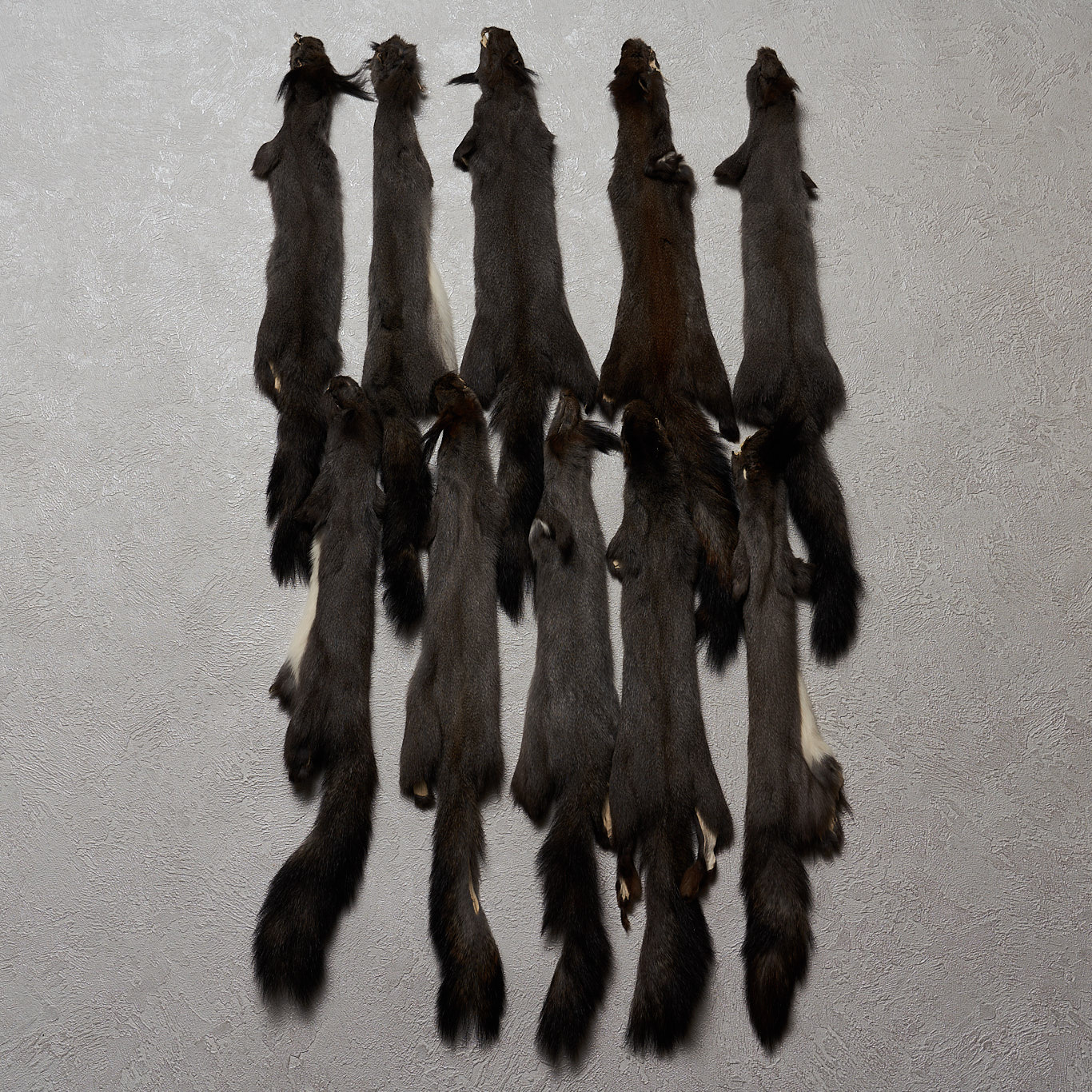 GRAY SQUIRREL LOT OF 10 TANNED FUR PELTS - GREY SQUIRREL SKIN, HIDE FOR ...