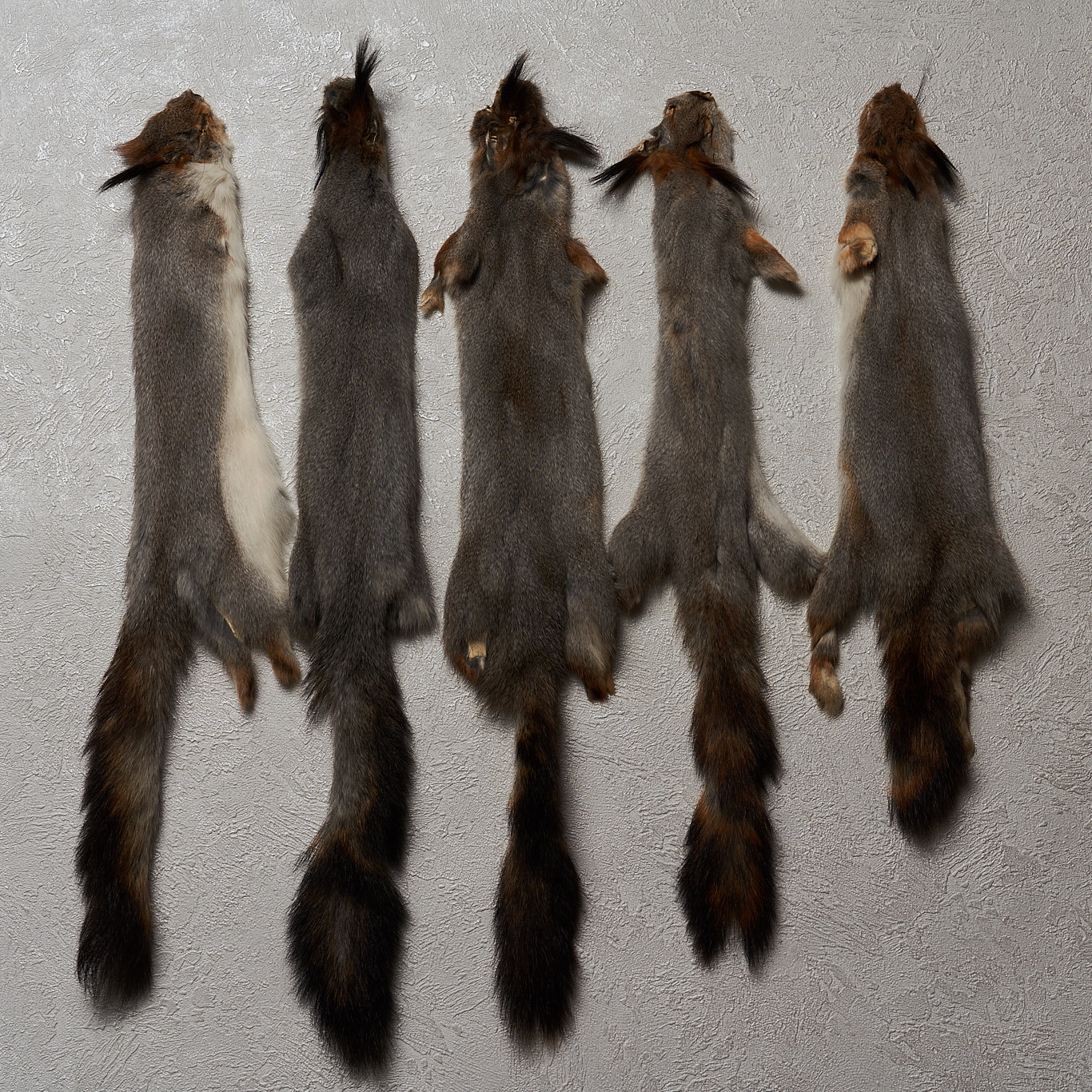 GRAY SQUIRREL LOT OF 5 TANNED FUR PELTS - GREY SQUIRREL SKIN, HIDE FOR ...