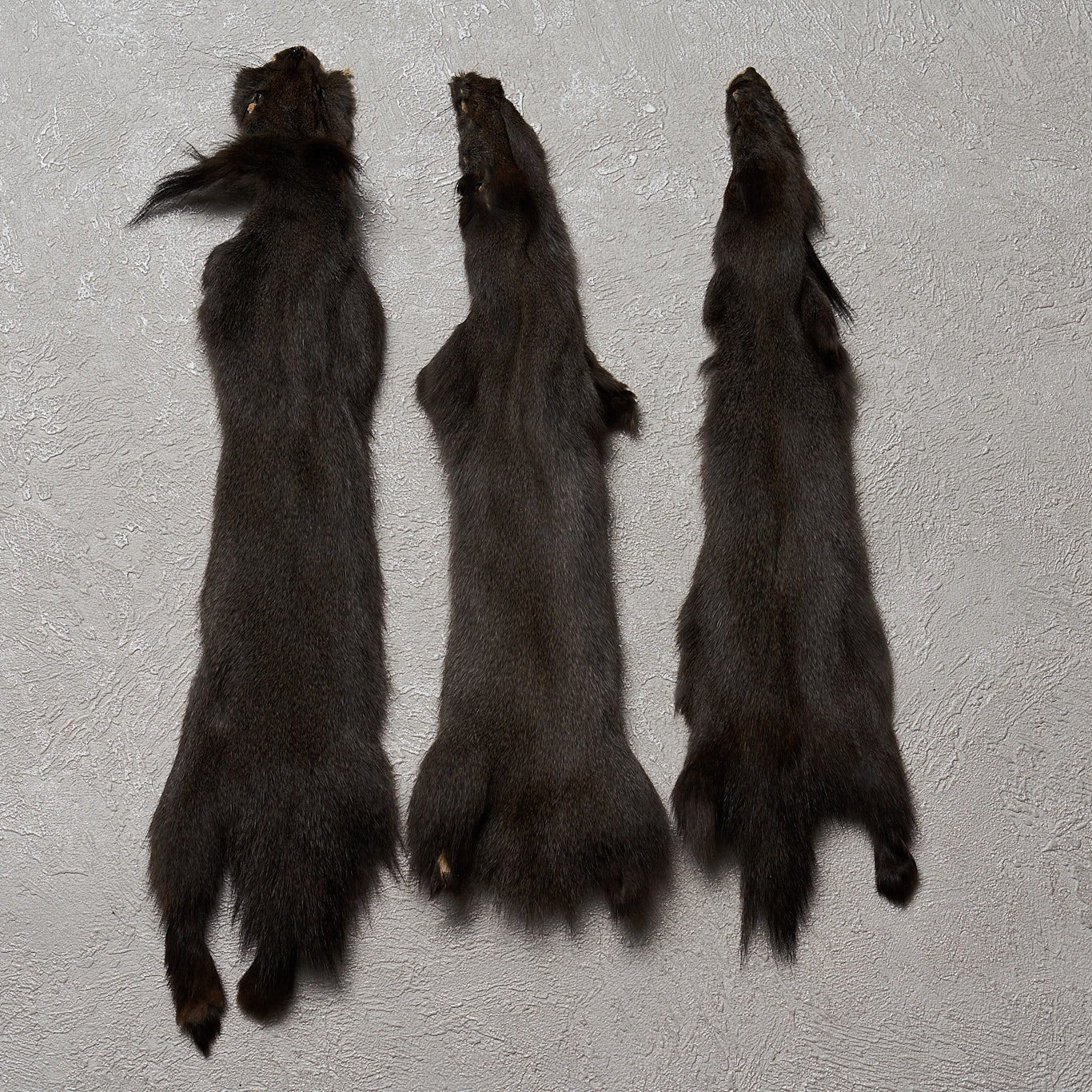 GRAY SQUIRREL LOT OF 3 TANNED FUR PELTS - GREY SQUIRREL SKIN, HIDE FOR ...