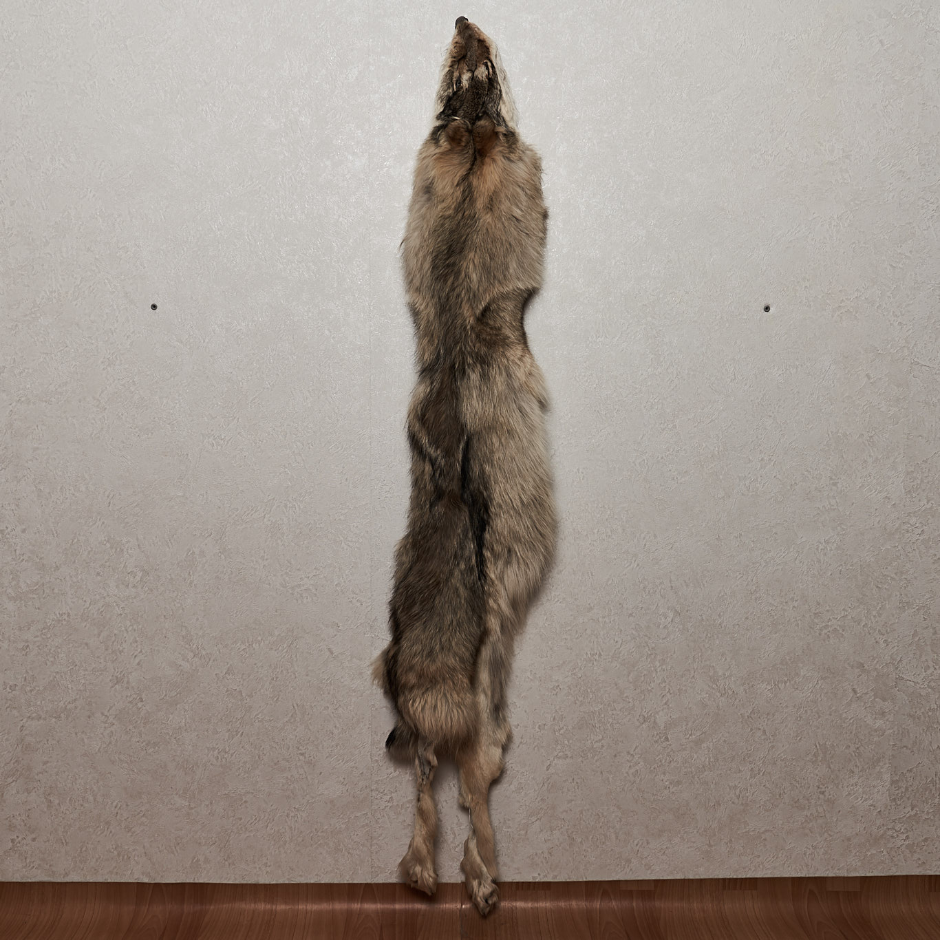SIBERIAN GRAY WOLF TANNED FUR PELT - GREY WOLF SKIN, HIDE FOR SALE ...