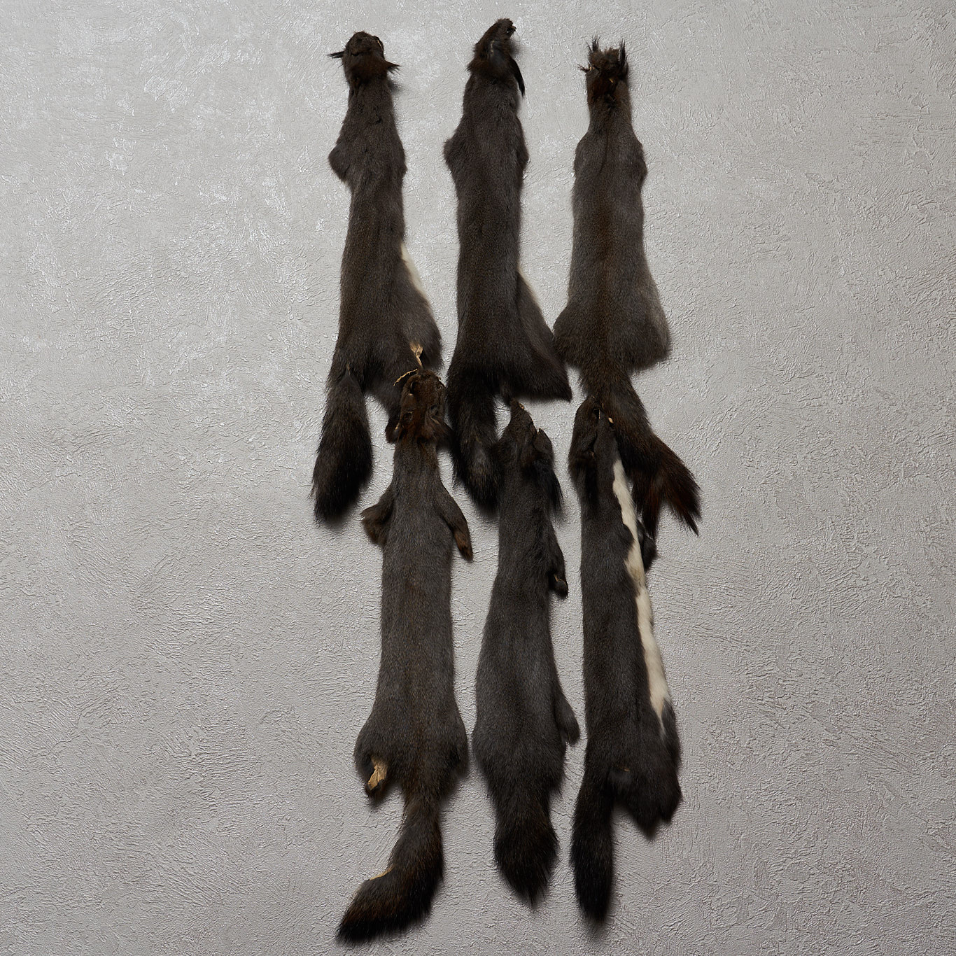 GRAY SQUIRREL LOT OF 6 TANNED FUR PELTS - GREY SQUIRREL SKIN, HIDE FOR ...