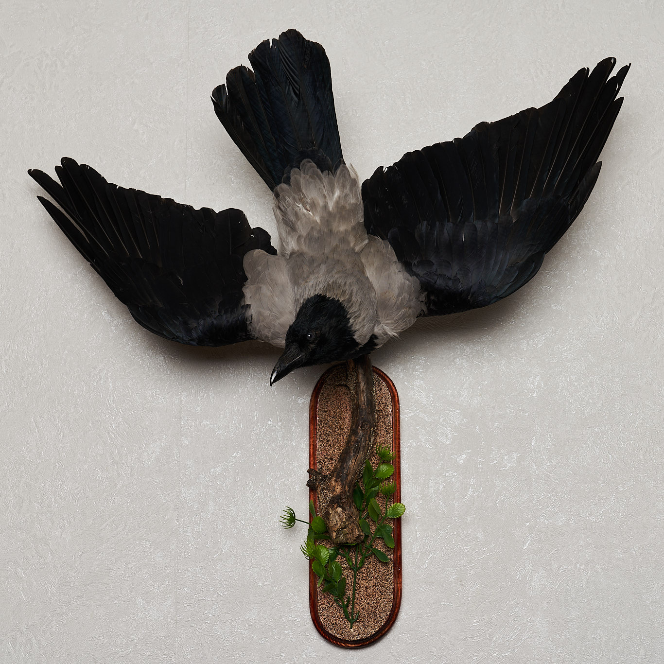 HOODED CROW TAXIDERMY BIRD MOUNT - GREY CROW MOUNTED, STUFFED BIRDS FOR ...